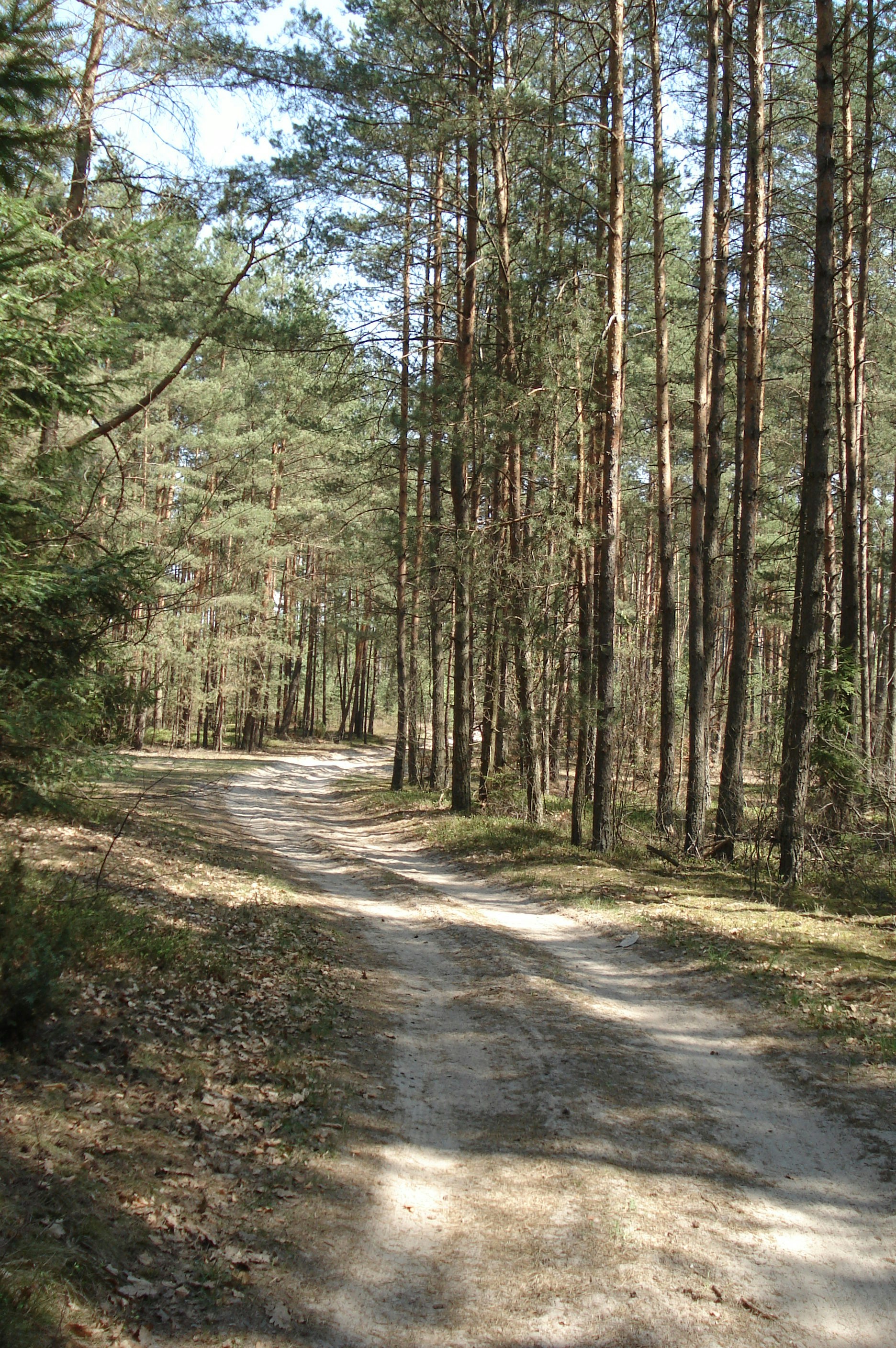 Sunlit dirt trail winding through a dense pine forest, with tall trunks casting long shadows and dappled light on the path.
