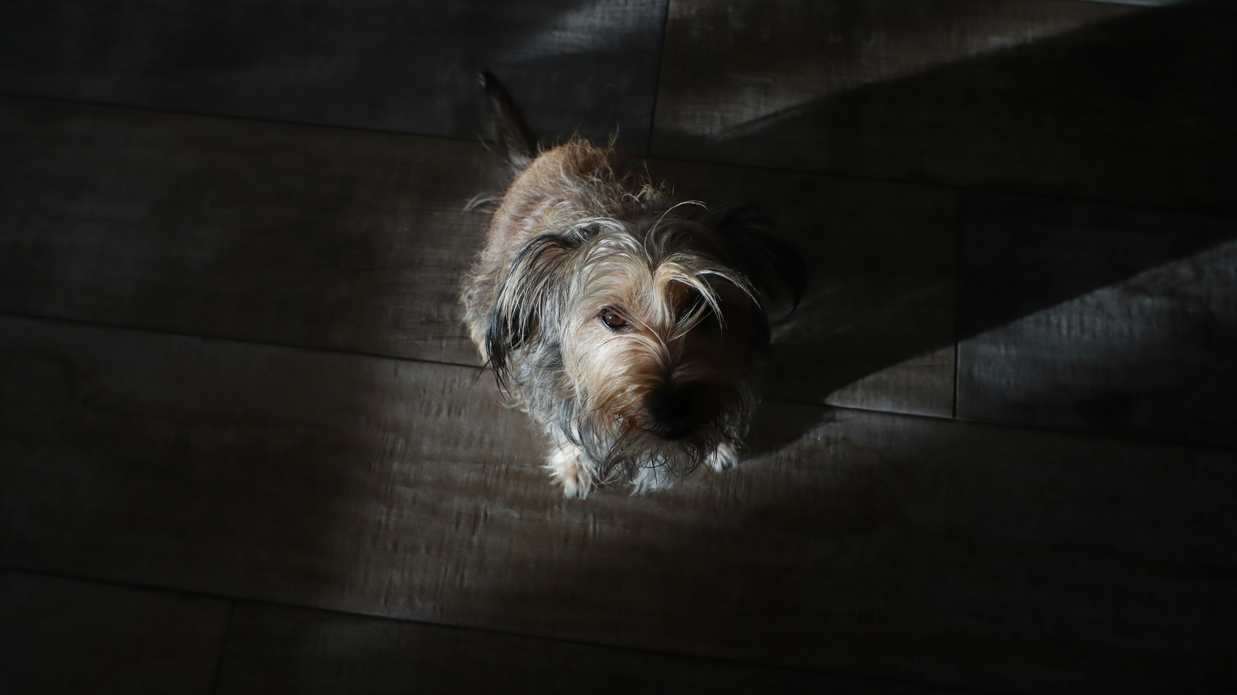 Spotlighted Scruff: a terrier gazes up on a dark wooden floor