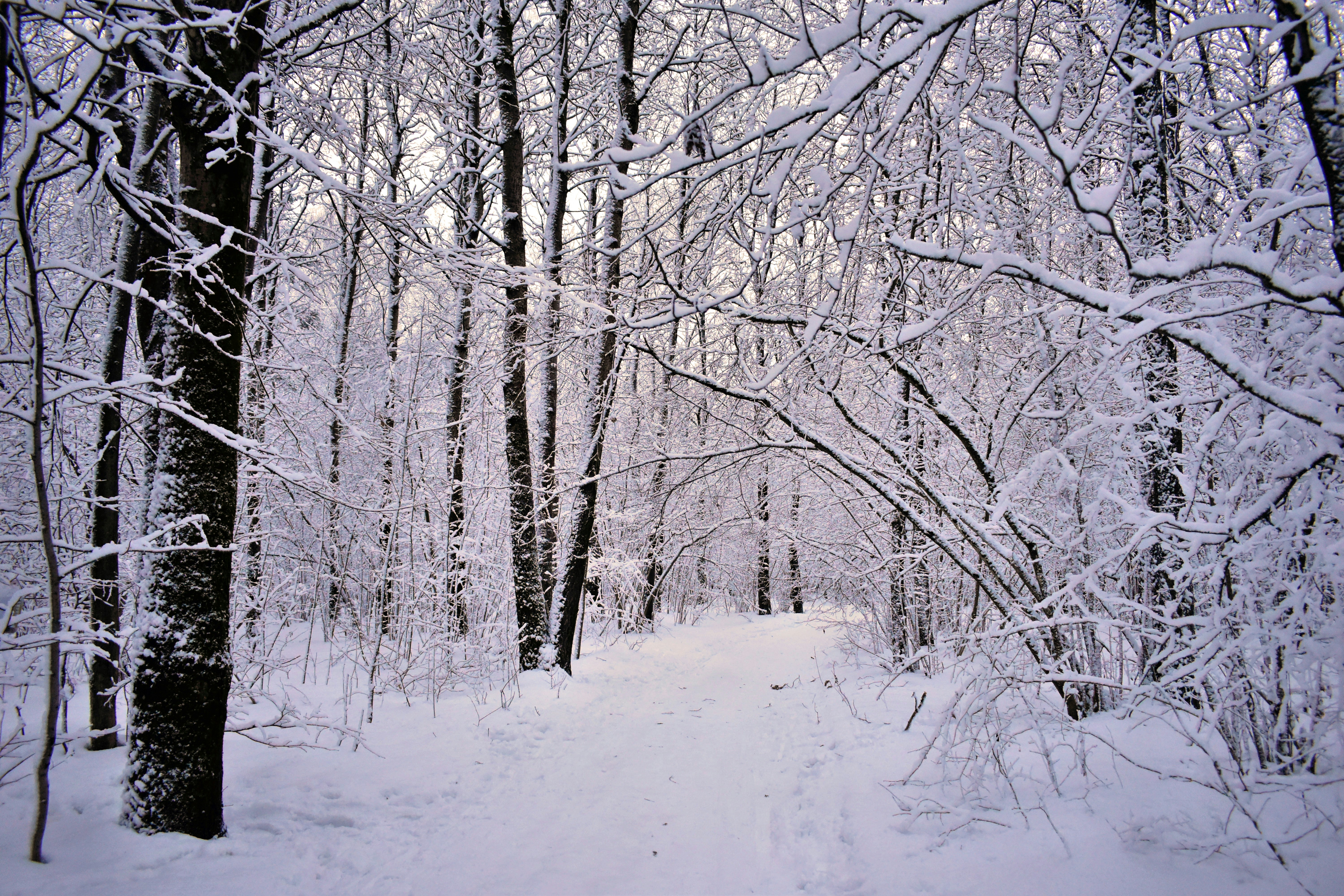 Winter forest