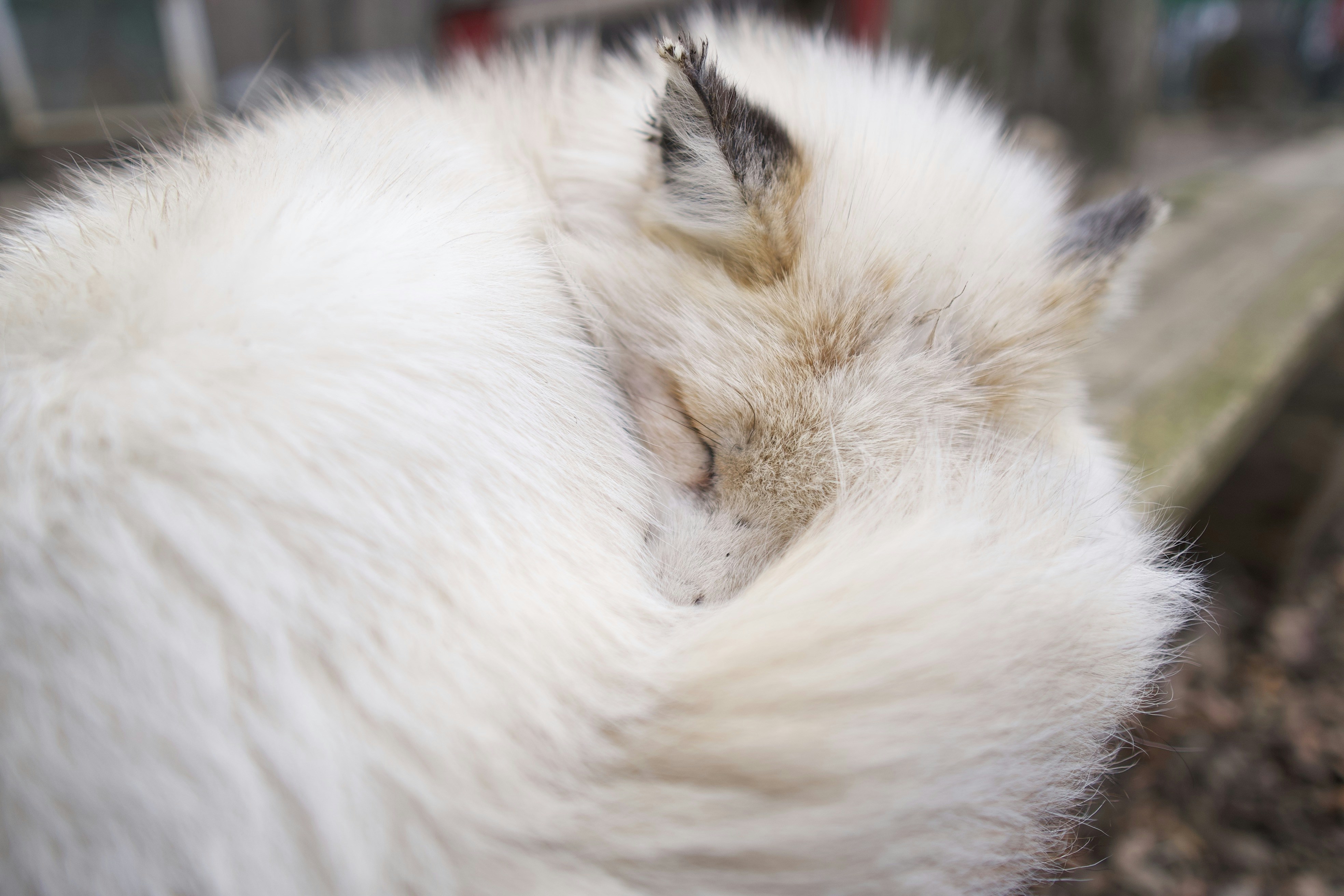 sleeping white fox