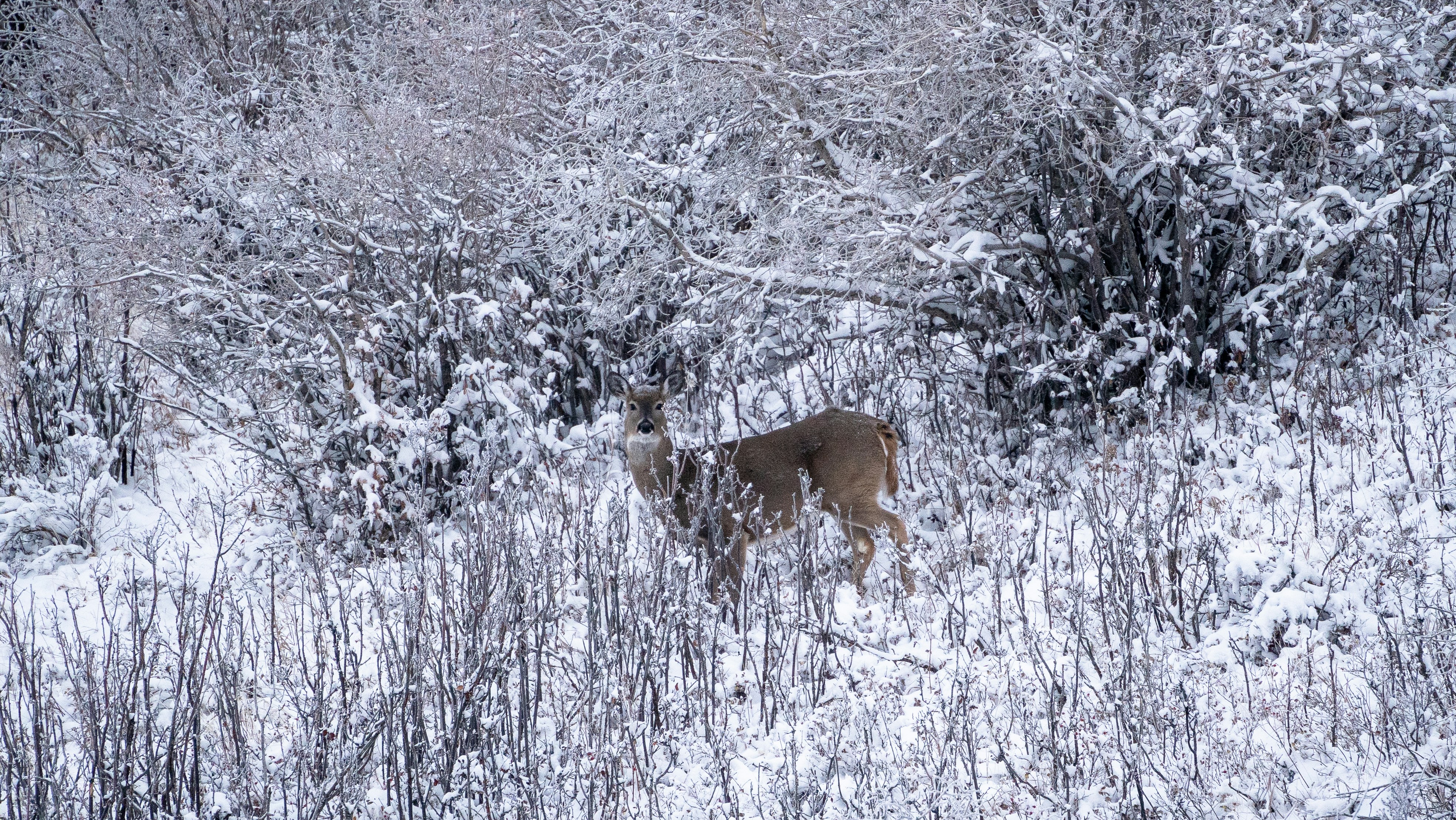 Photo by Kanta Oki with Sony Alpha 7C