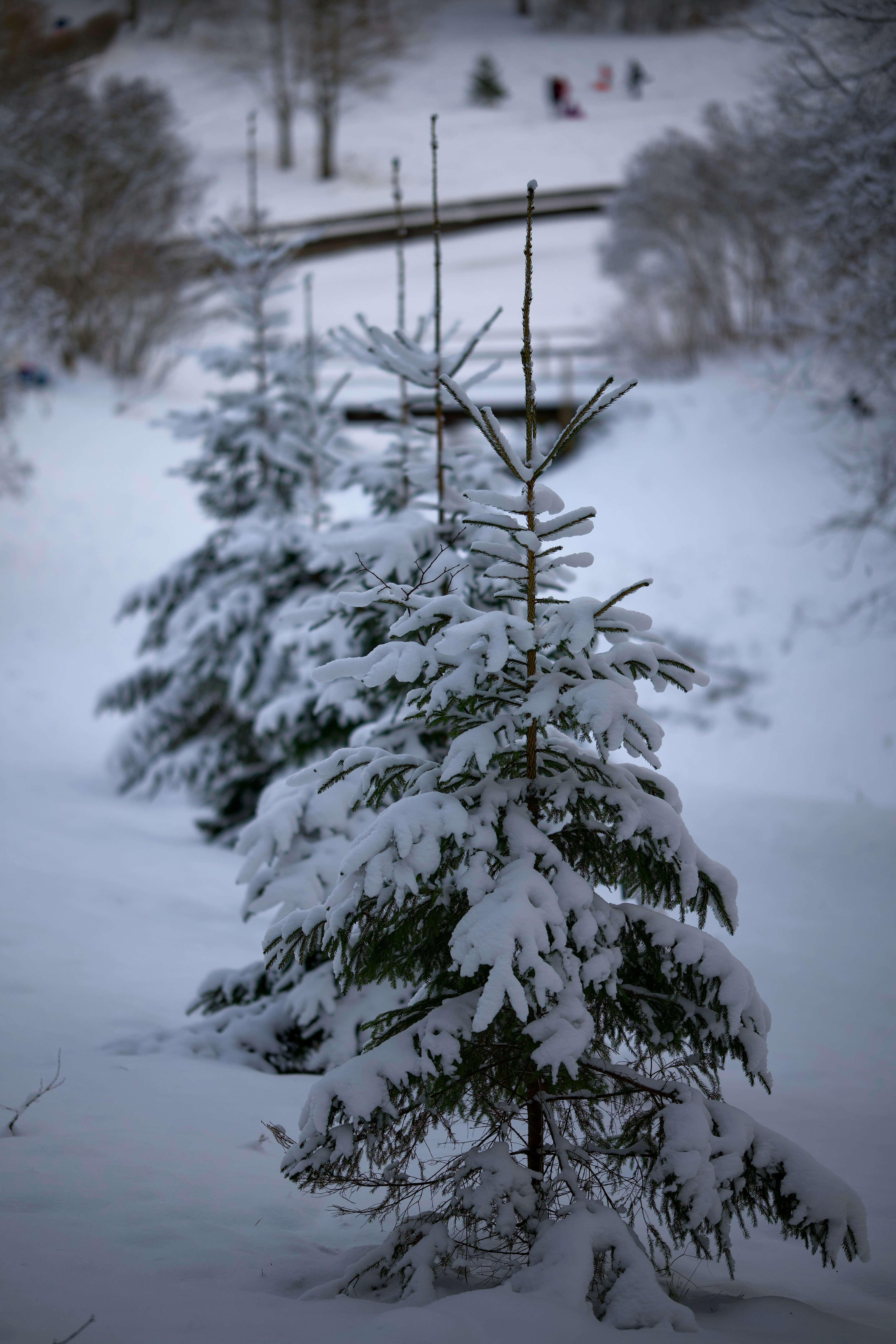 Snow-Blanketed Spruce Framing a Winter Park Bridge