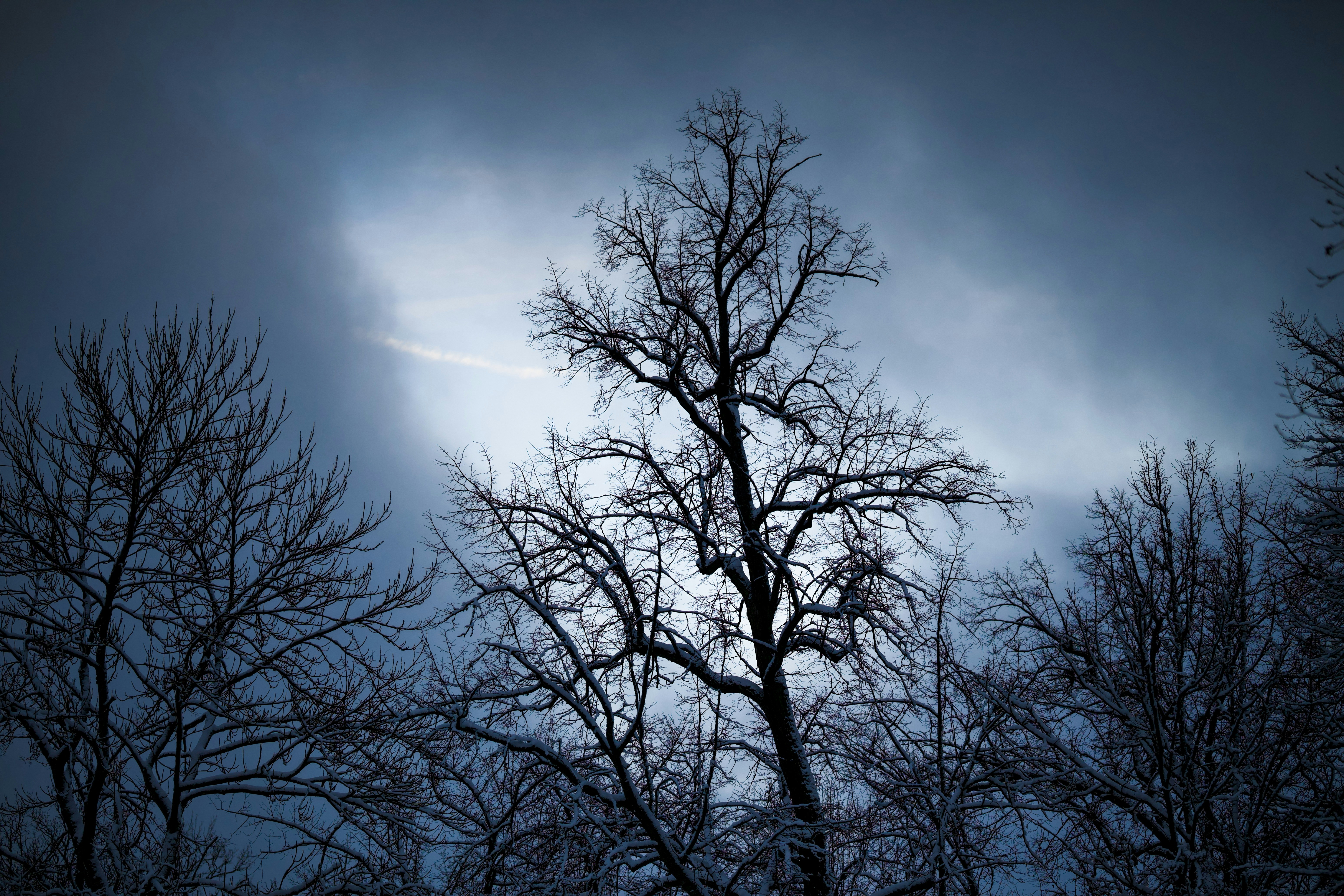 La silhouette d’un arbre se détache sur un ciel nuageux photo – Image ...