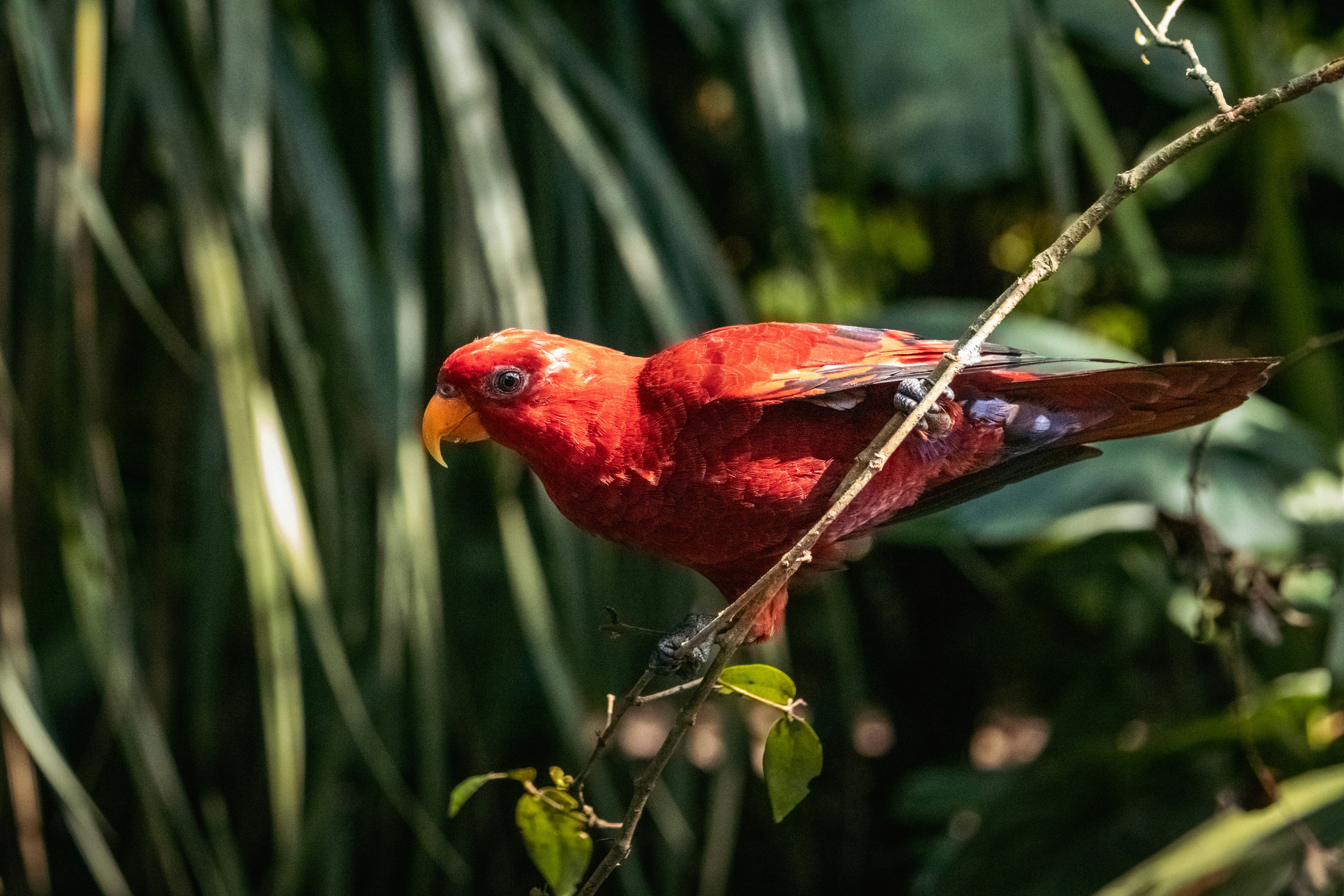 A close up shot of of a Red Lorry bird in the Exotic Birds Park in Bali