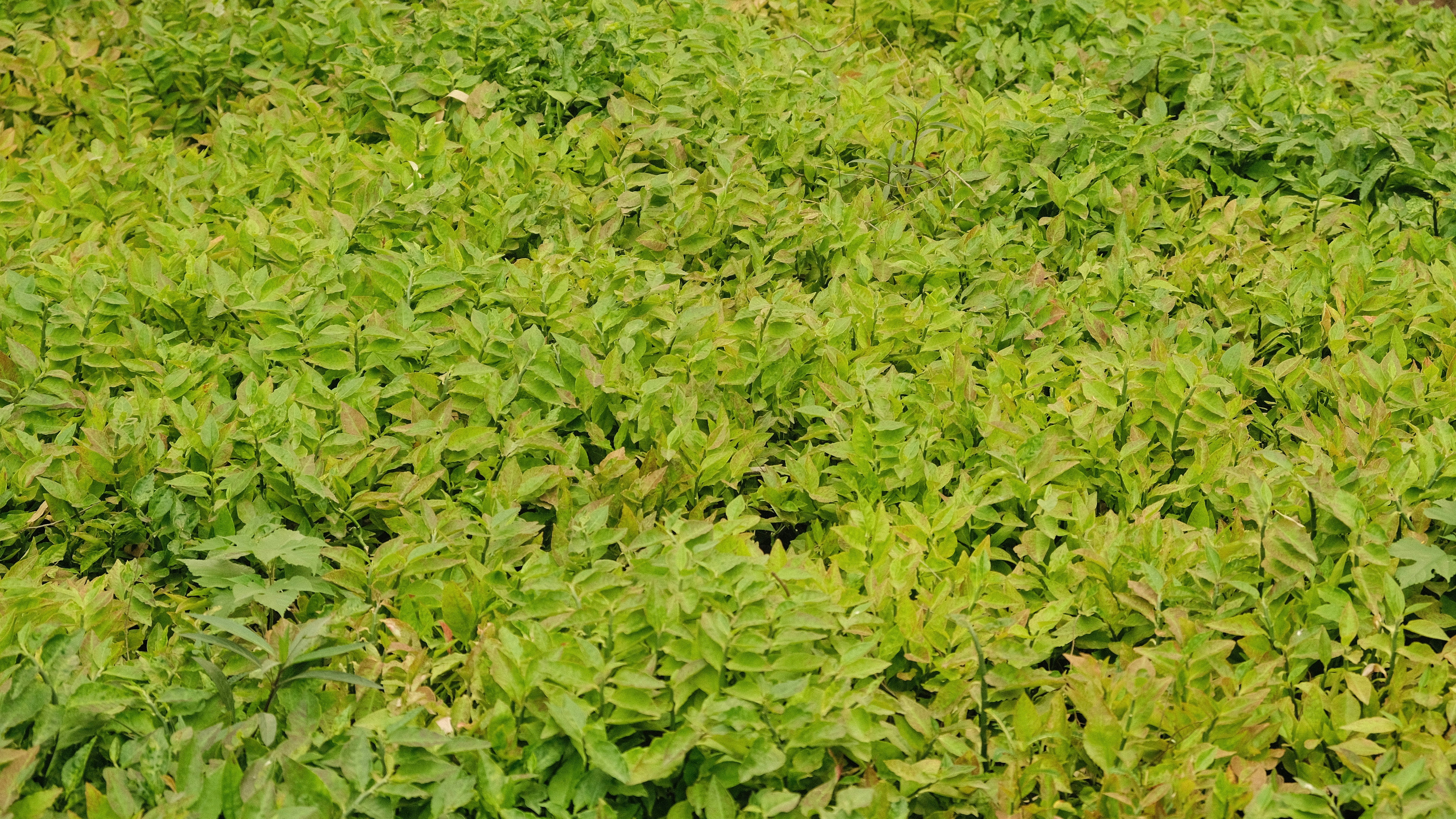 Lush green ferns densely covering the ground in a natural setting.