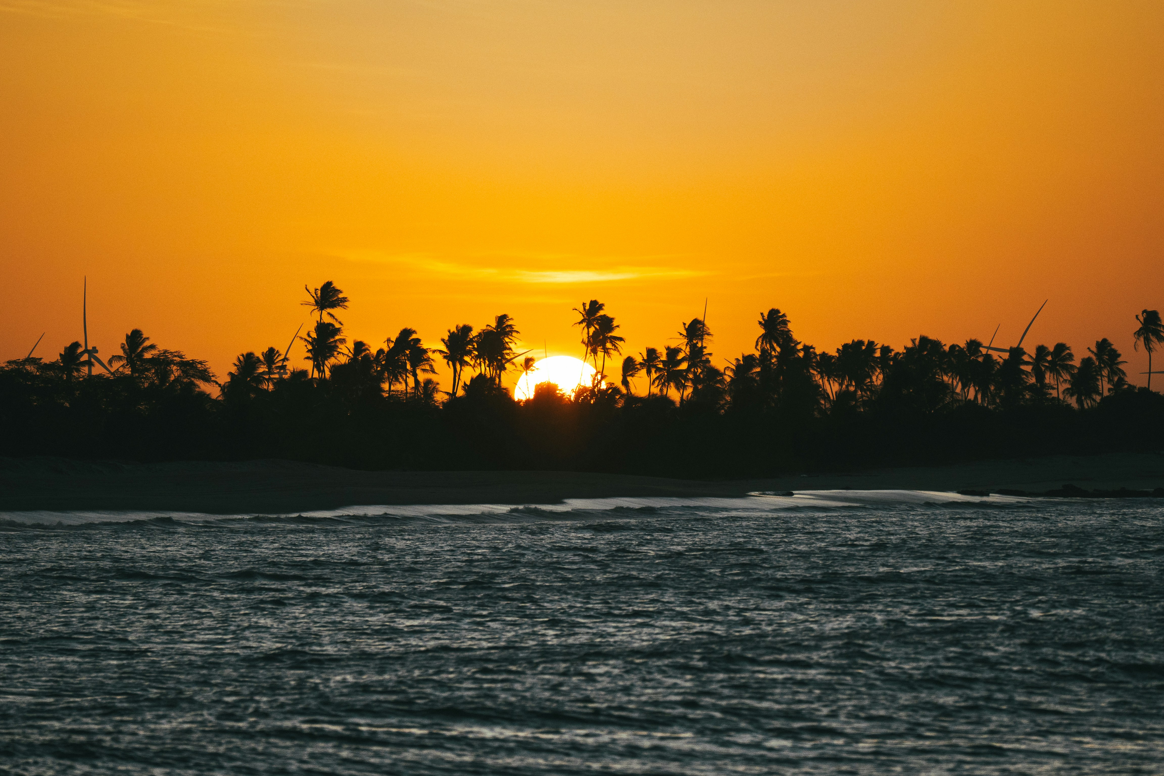 Silhouetted palm trees against a vibrant orange sunset over a gentle sea.