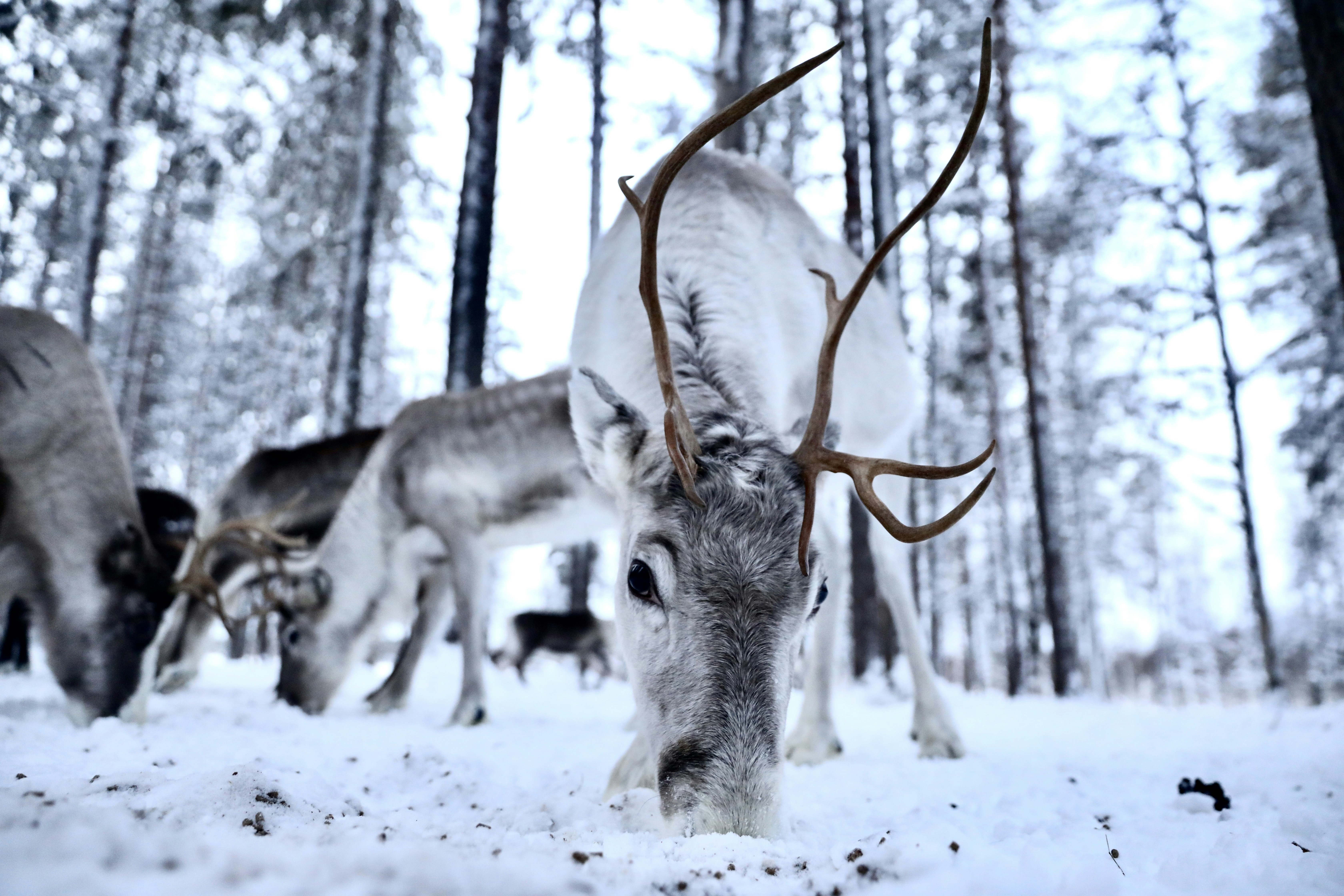 A herd of deer grazing on snow covered ground photo – Free Animal Image ...