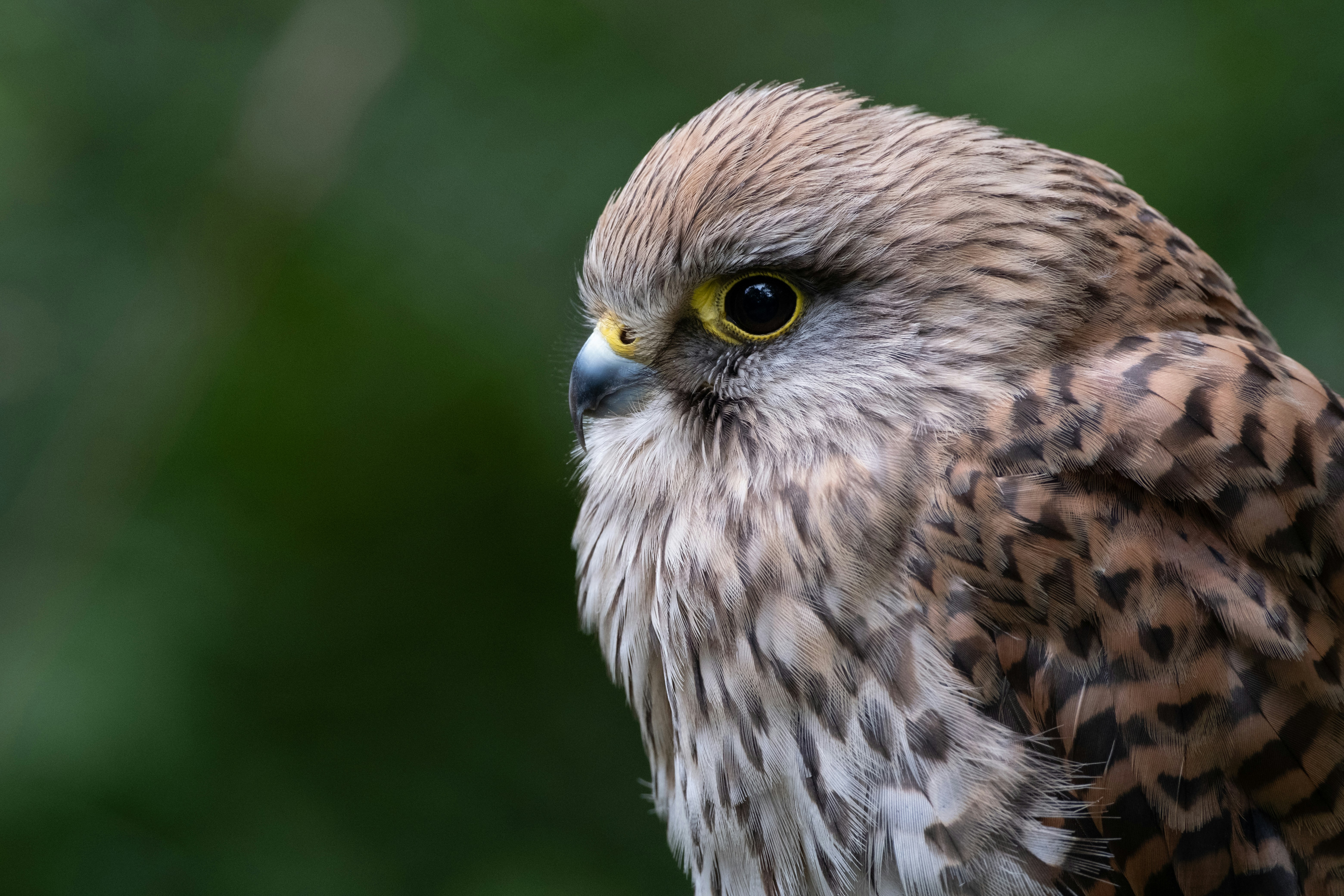 A close up of a bird of prey photo – Free Wildlife Image on Unsplash