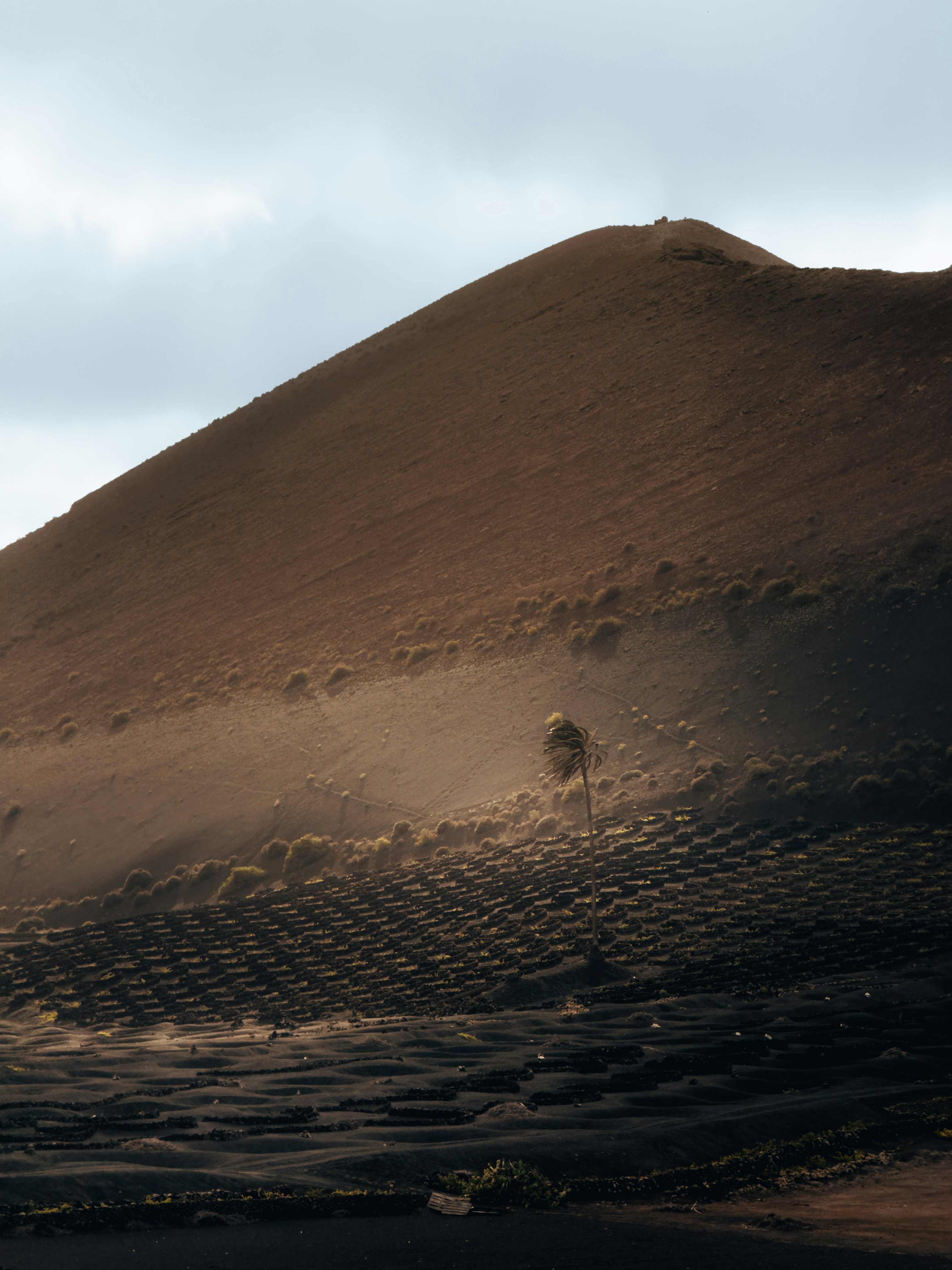 Un arbre solitaire au milieu d’un désert photo – Image gratuite de ...