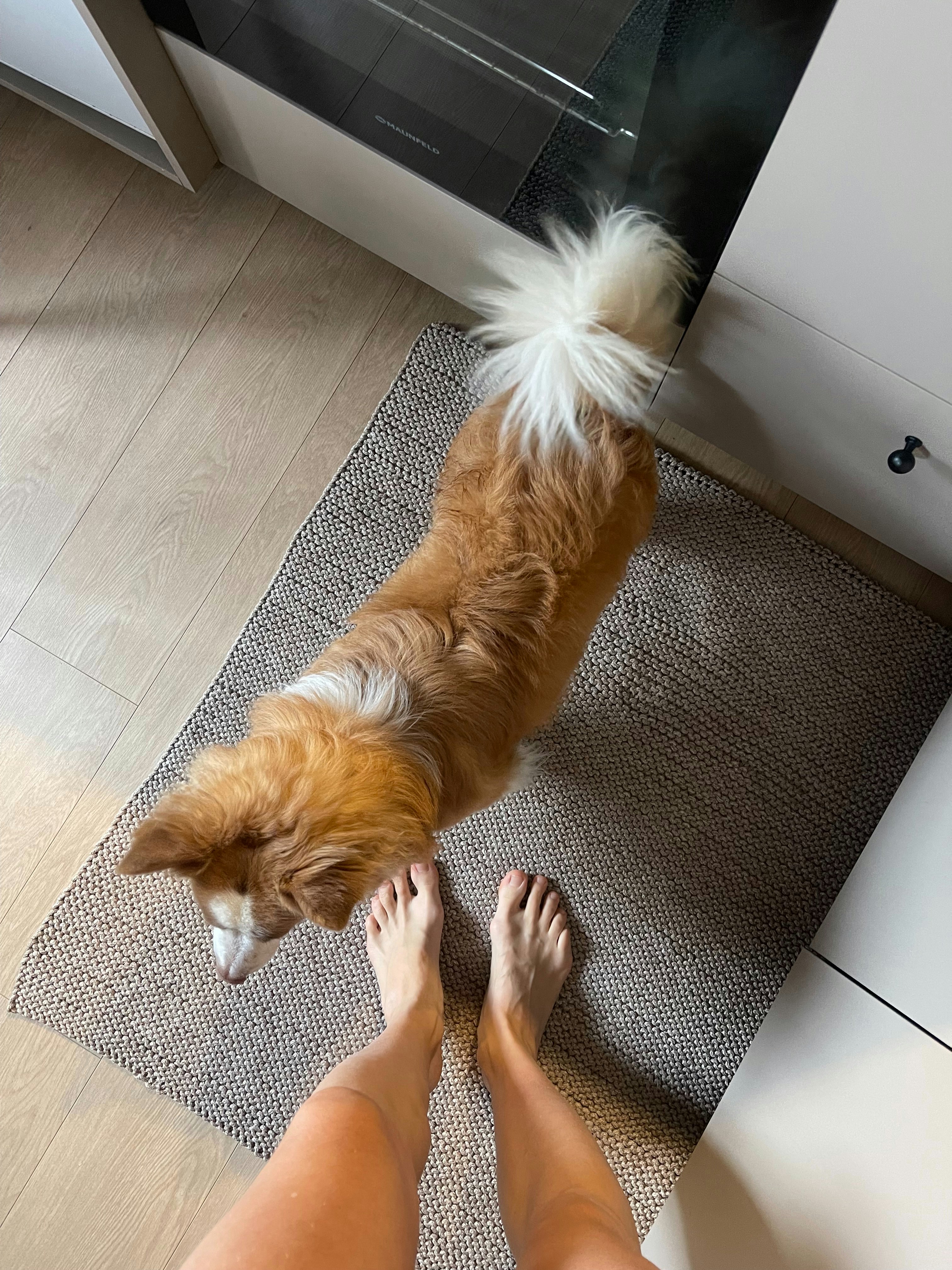Paws and Perspective: A Tiny Dog Anchors a Quiet Kitchen Moment