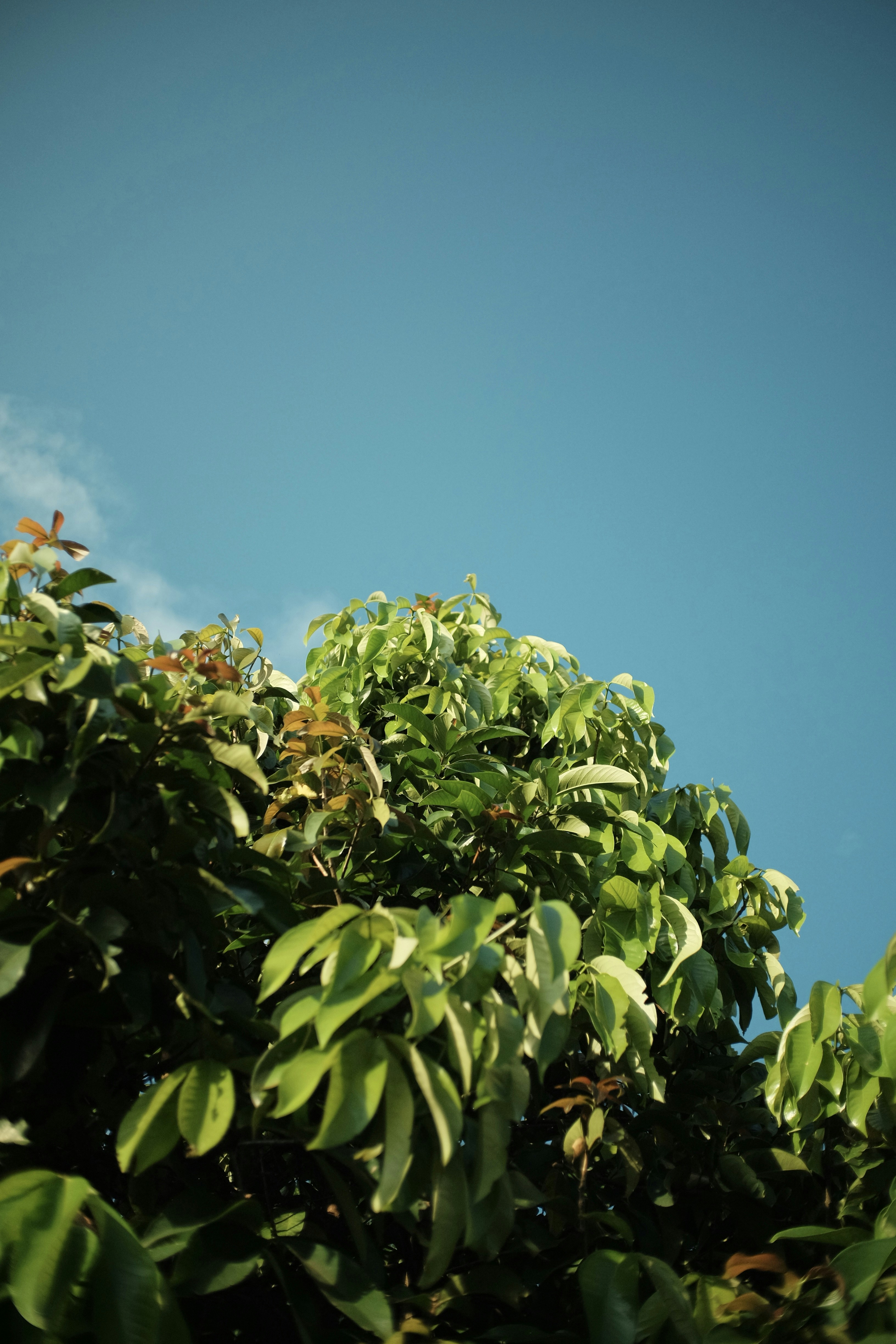 A plane flying over a tree filled with green leaves photo – Free Green ...