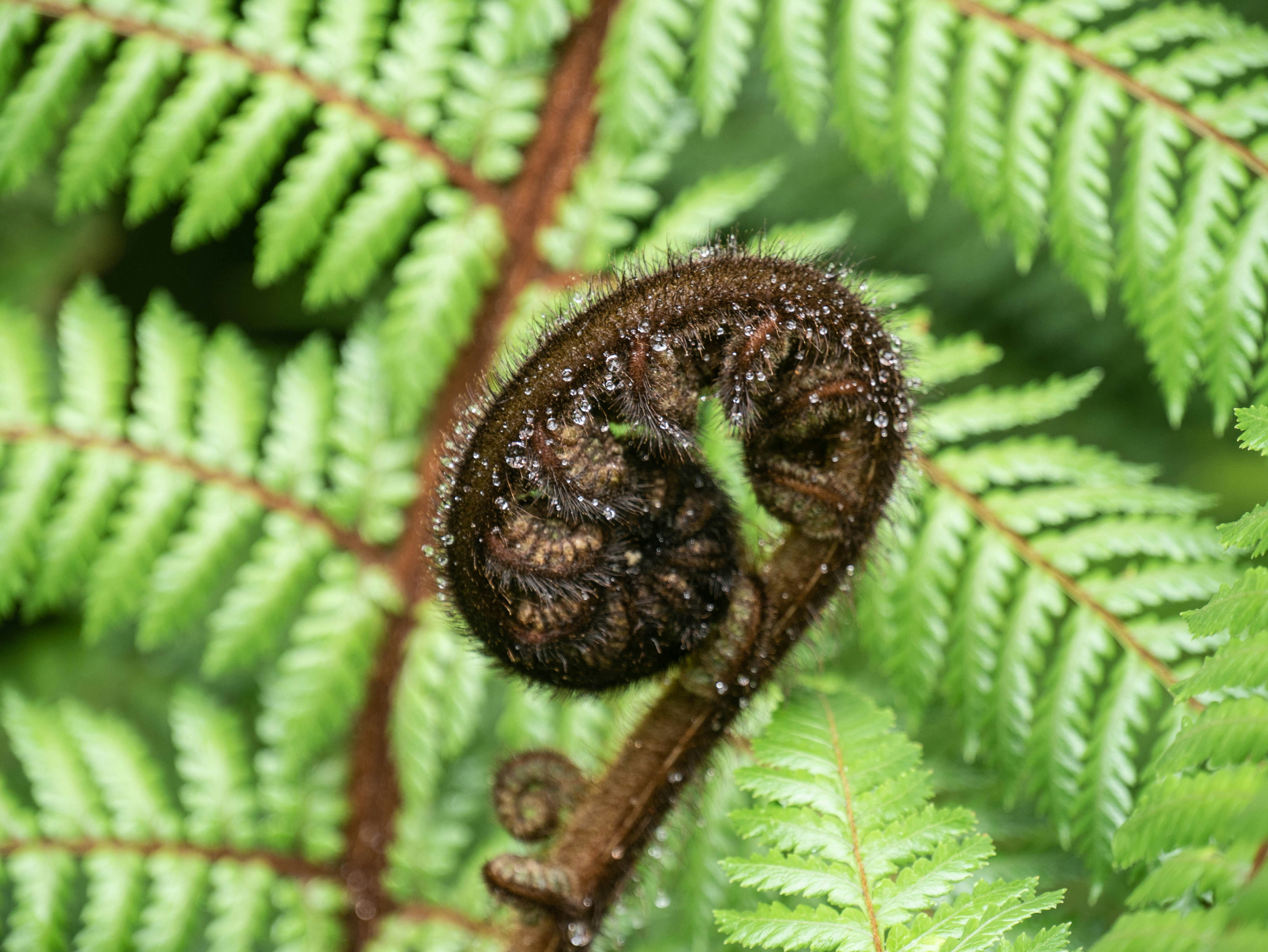 Close-up of a fern frond in its coiled stage, showcasing fine details and droplets of water on its surface.