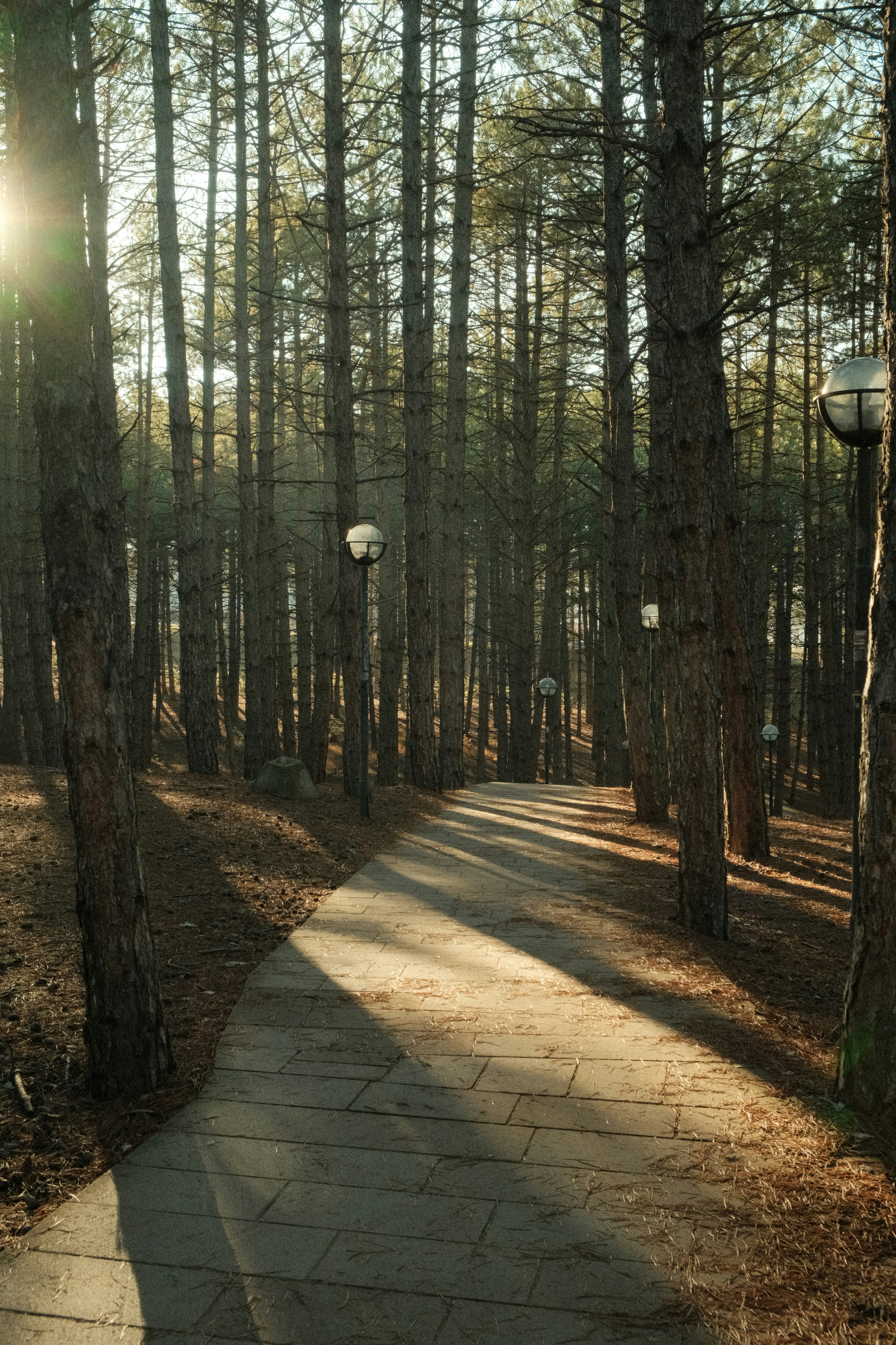 Sunlit path winding through a dense forest of tall pine trees.