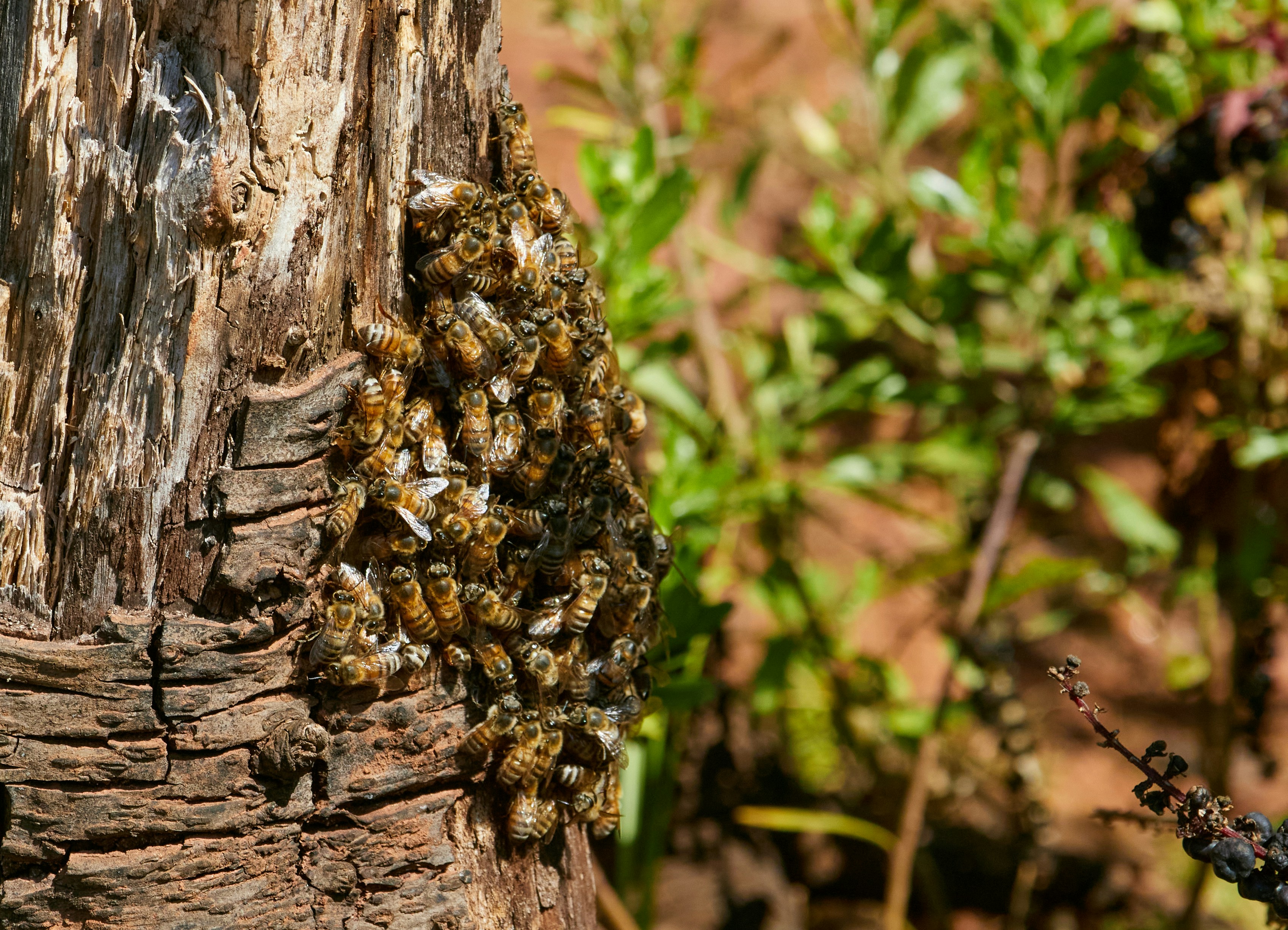 A swarm of bees on a tree stump photo – Free Comunidad de abejas Image ...