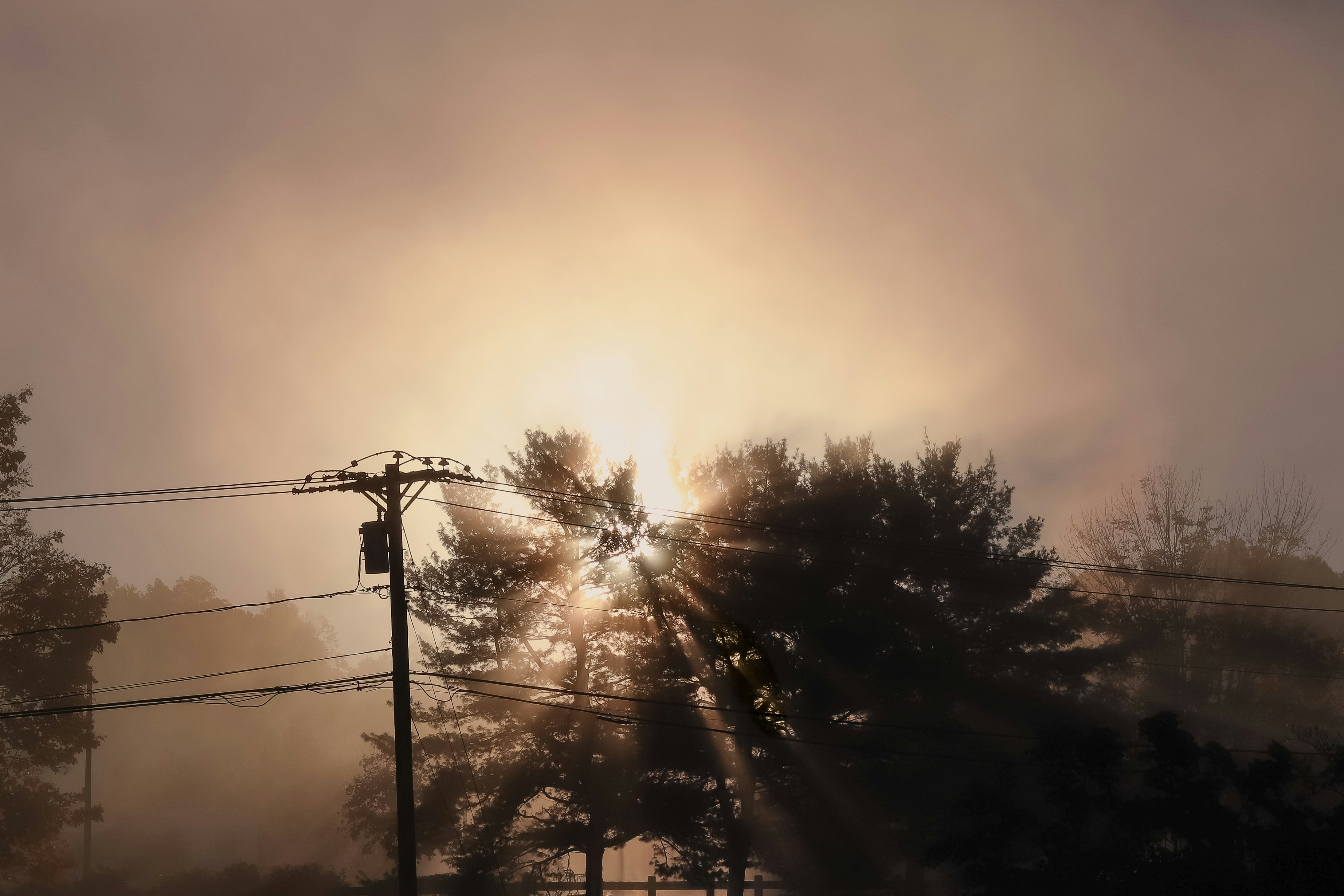 Dawn's Sunbeams Slice Through Fog Over Pines and Power Lines