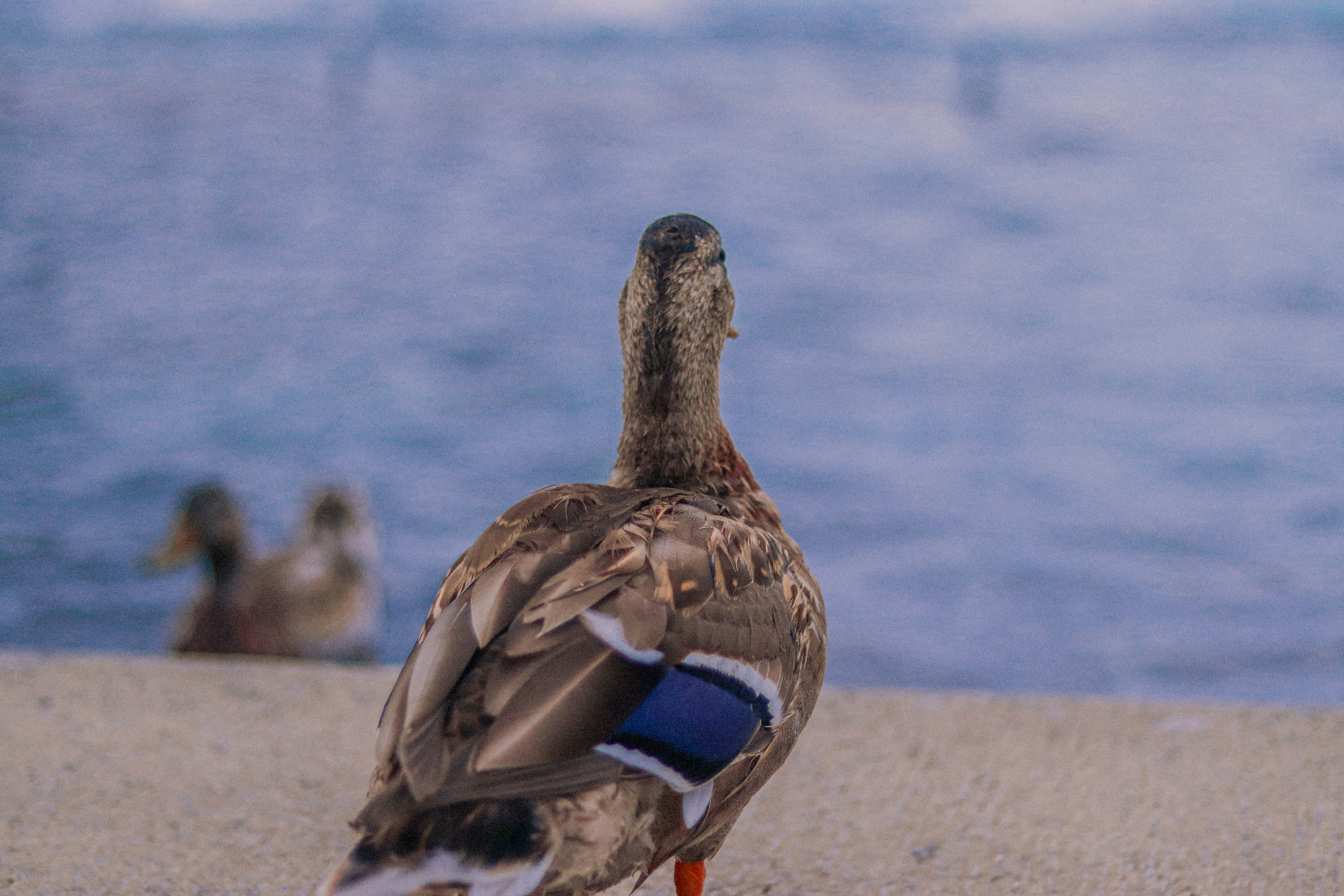 A duck standing on a beach next to a body of water