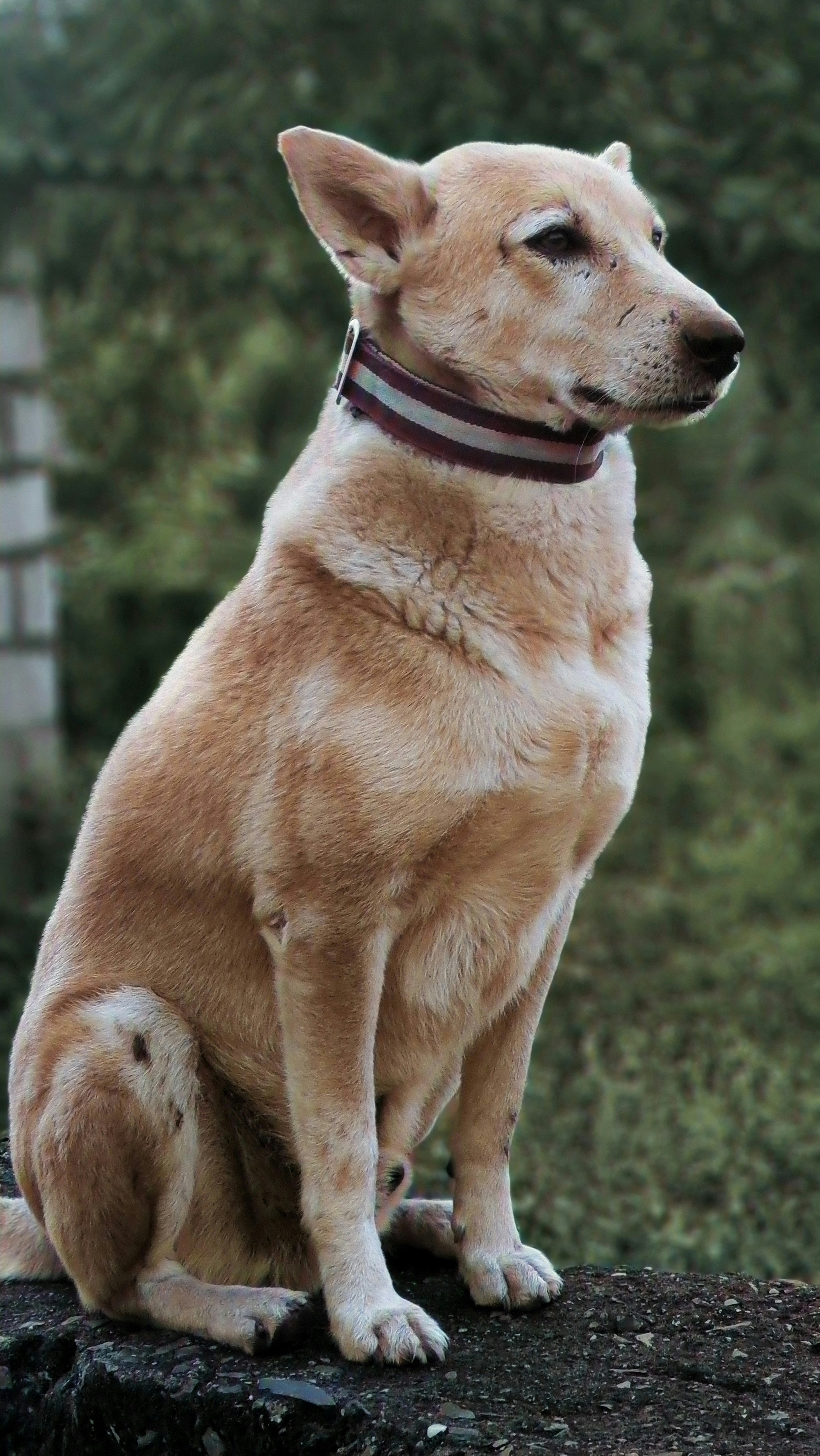 Calm Gaze on a Rock: A tan dog in a garden portrait