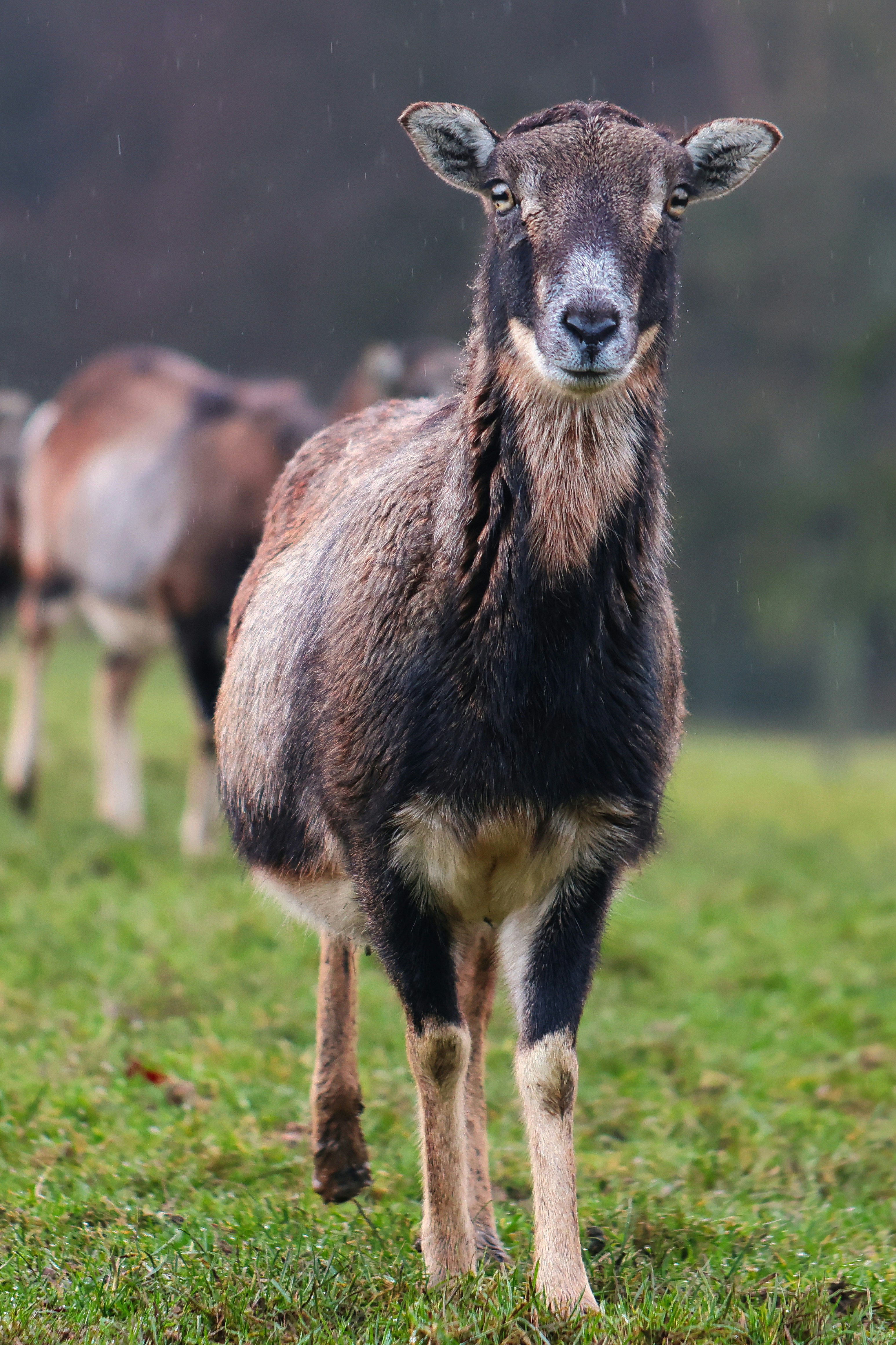 A herd of goats standing on top of a lush green field photo – Free ...