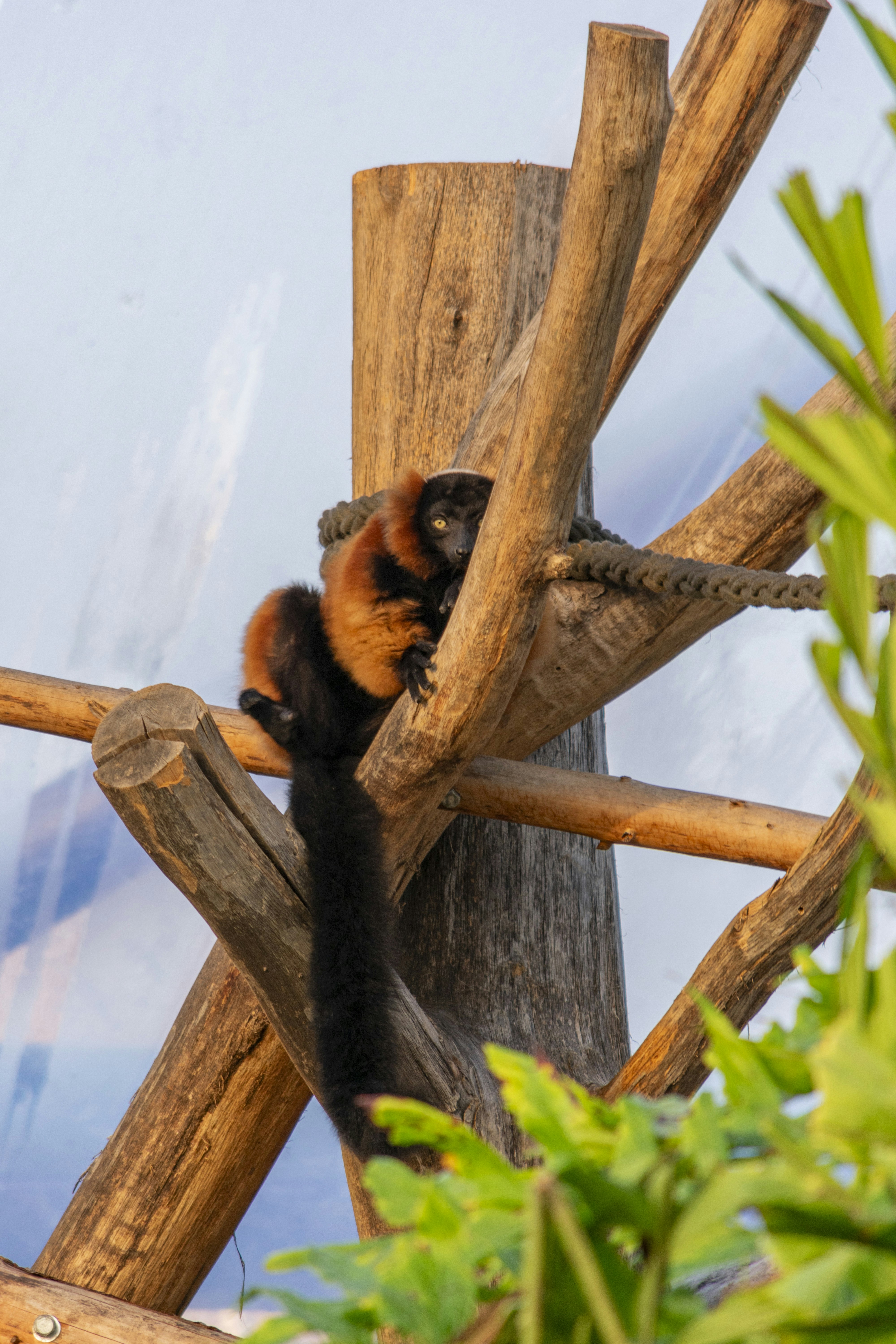 A monkey sitting on top of a wooden structure photo – Free Allwetterzoo ...
