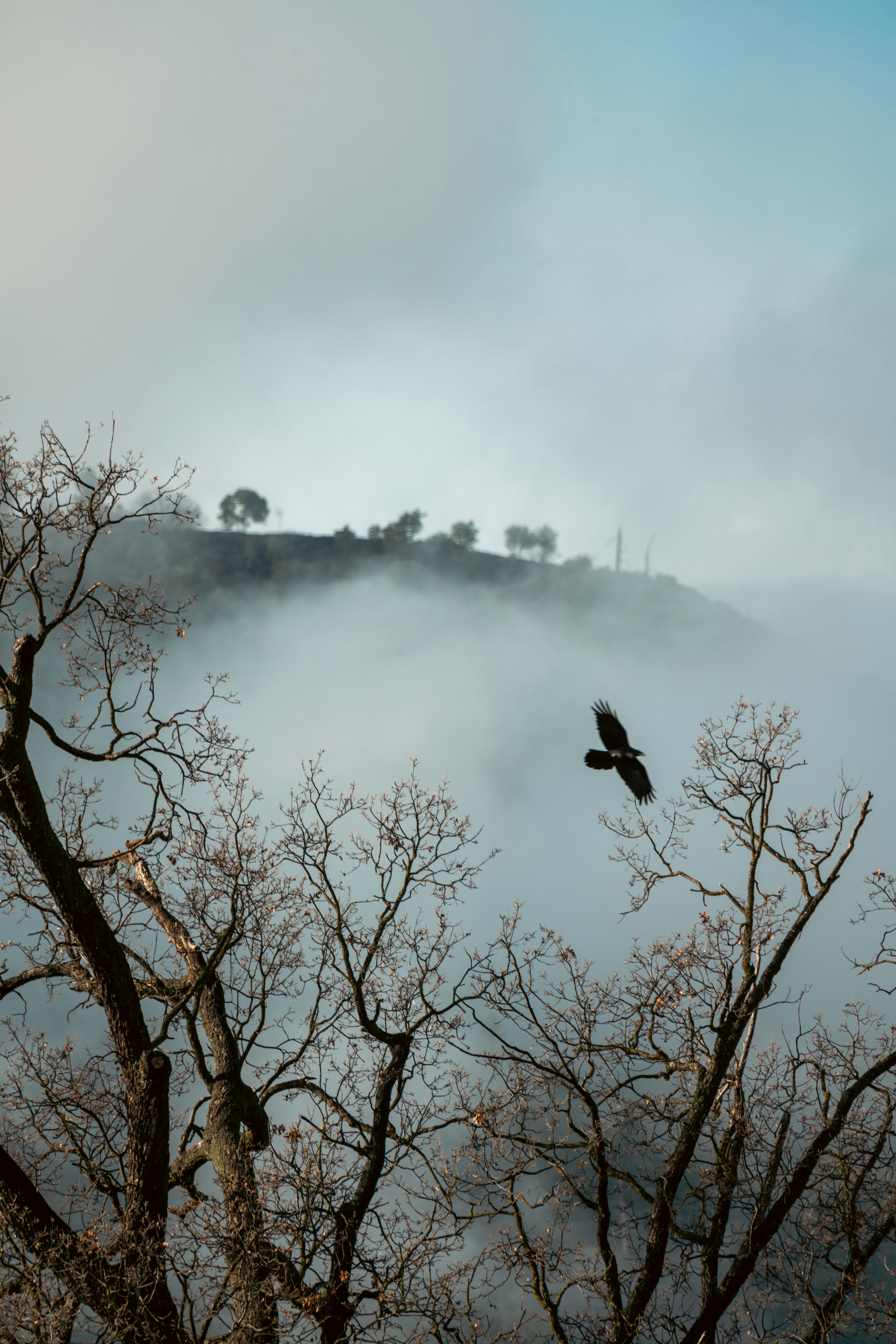 Raven Above the Fog-Draped Ridge