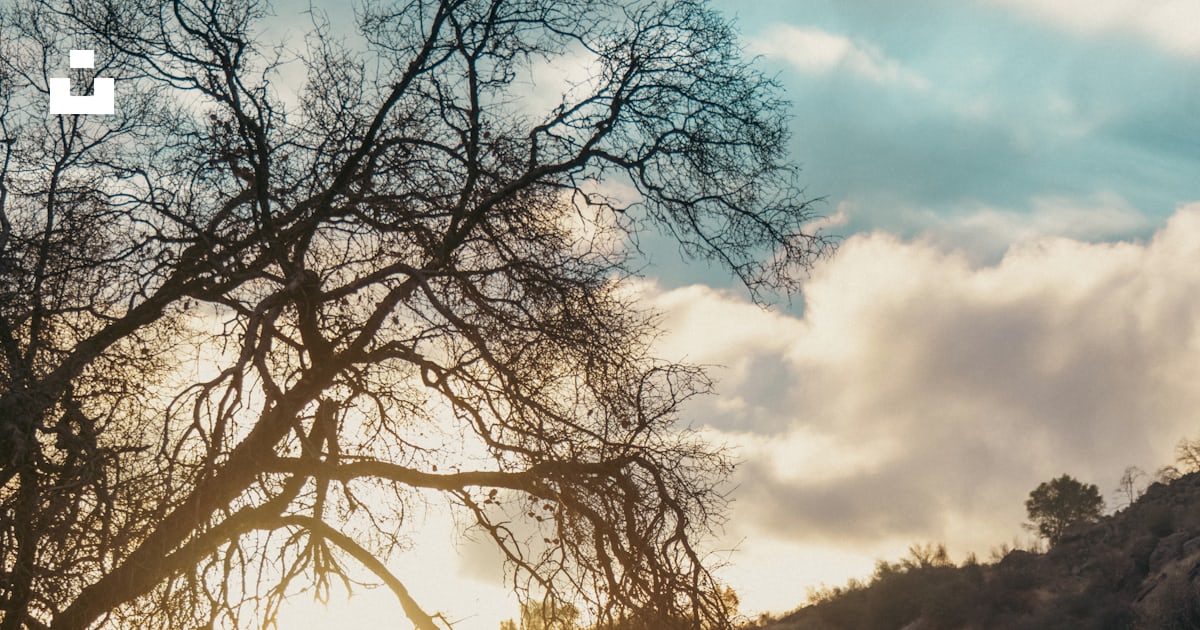 Un coche que circula por una carretera cerca de un árbol foto – Imagen ... Un coche que circula por una carretera cerca de un árbol foto – Imagen ...