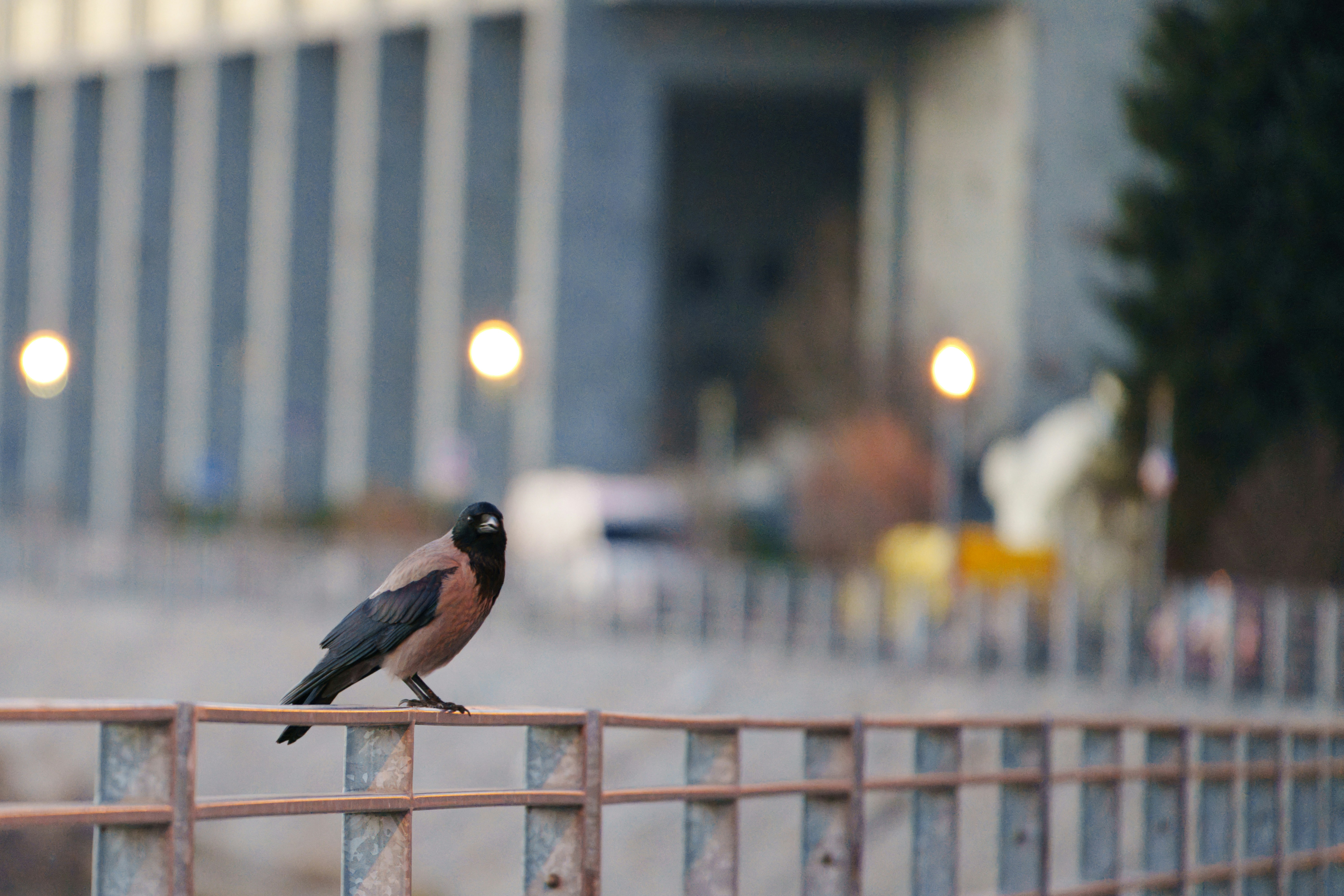 Quiet Sentinel on a Rusted Rail by the Urban Waterfront