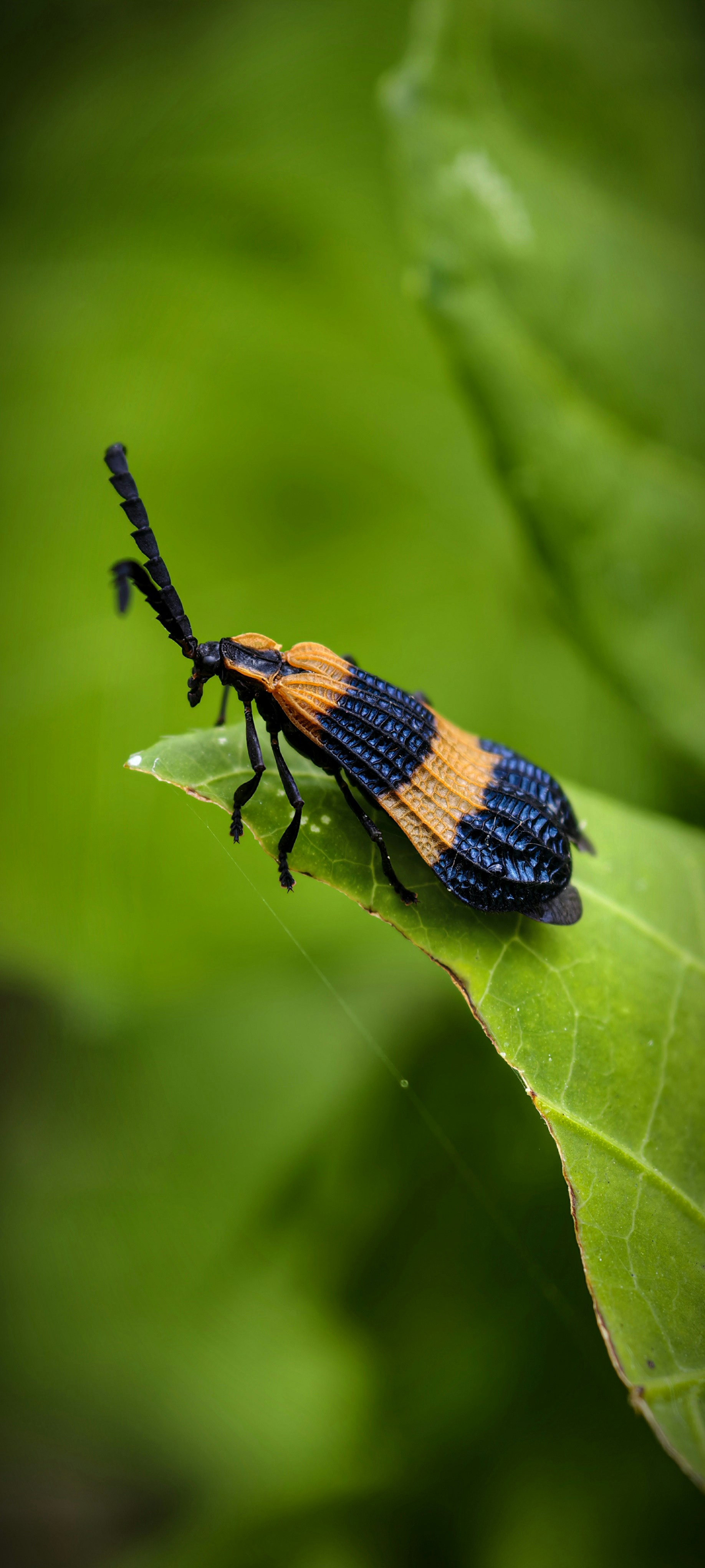 Armor on a Leaf: Macro portrait of a banded blister beetle on green foliage