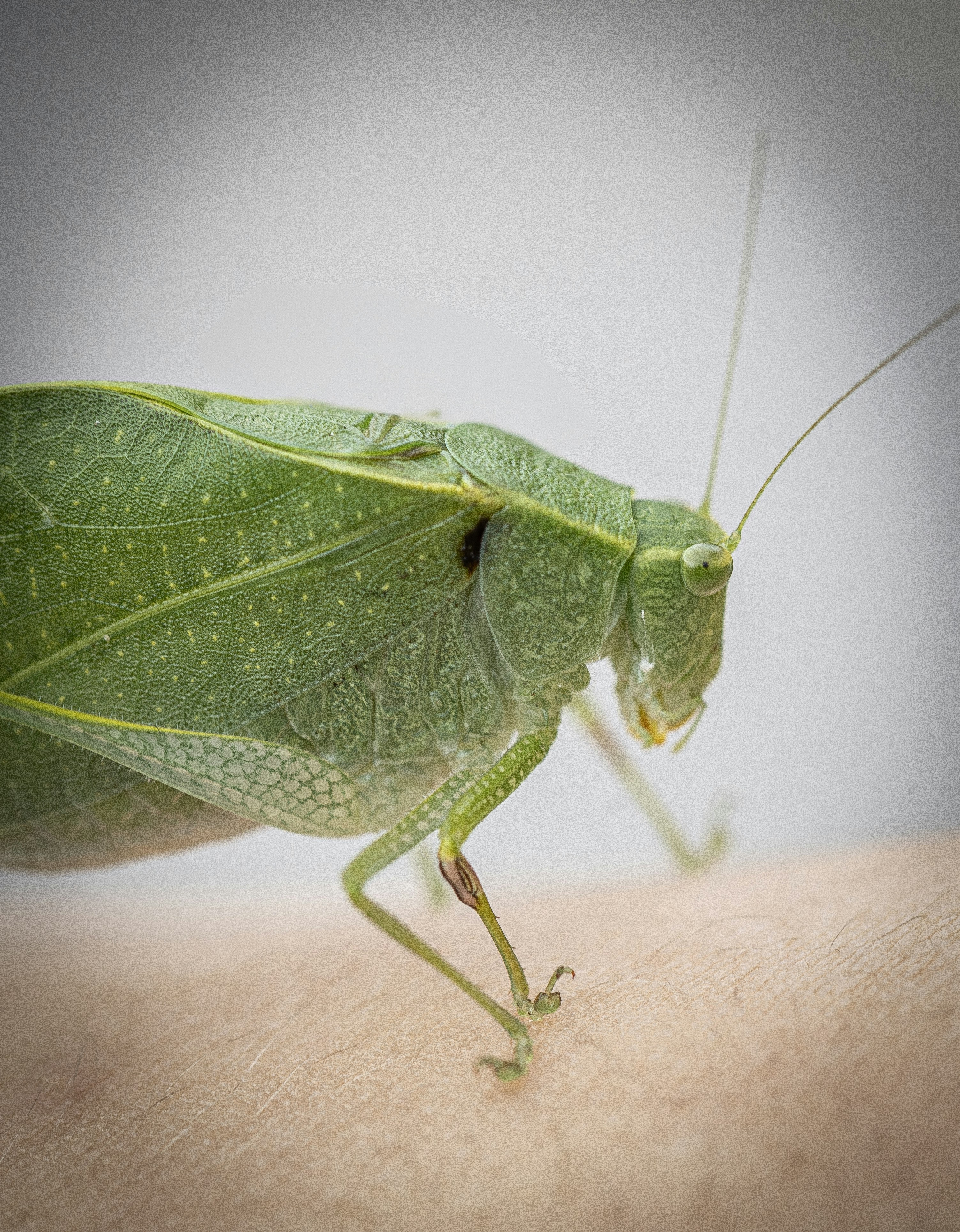 Un primer plano de un insecto verde en el brazo de una persona foto ...