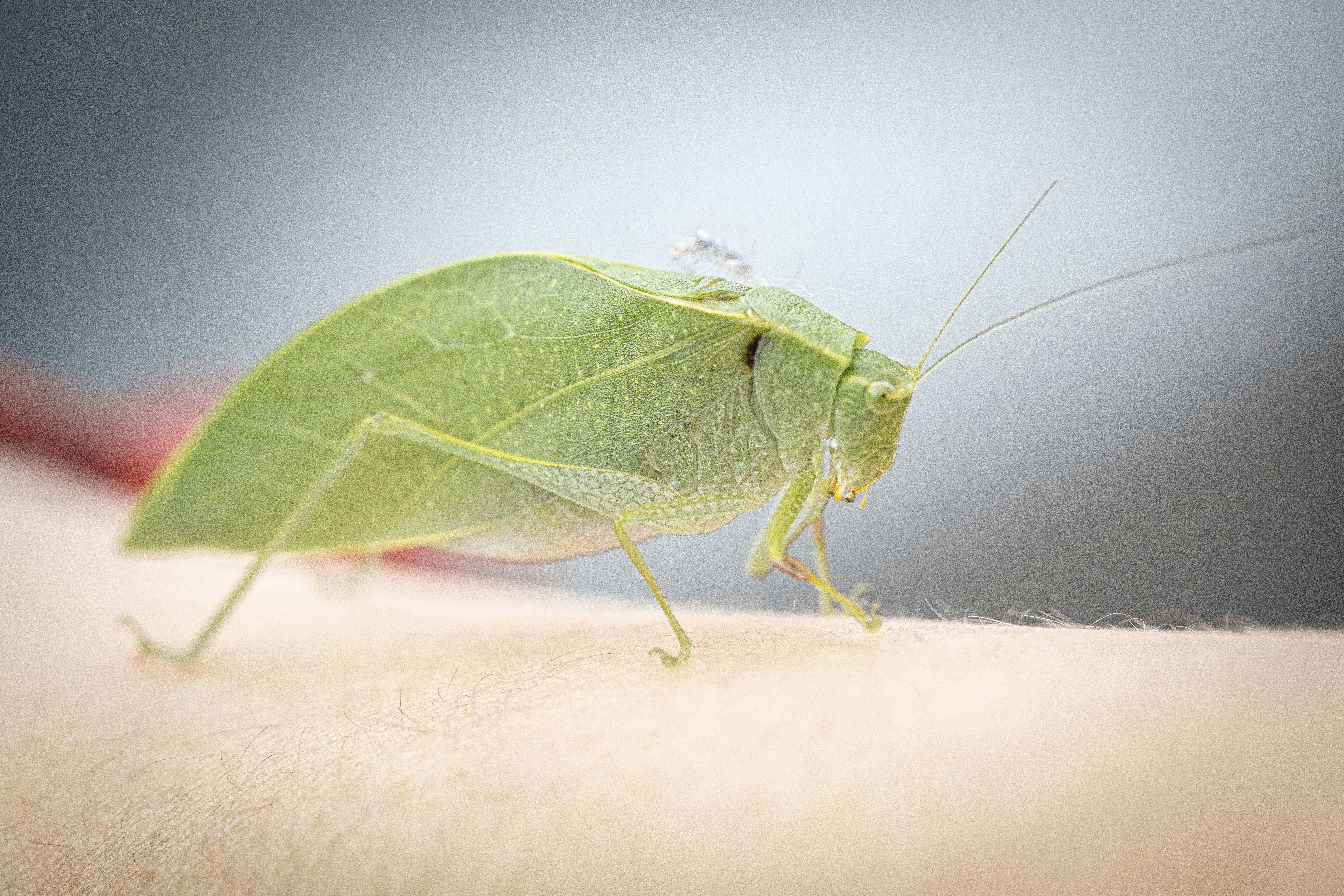 A close up of a green insect on a person's arm photo – Free Insecto ...