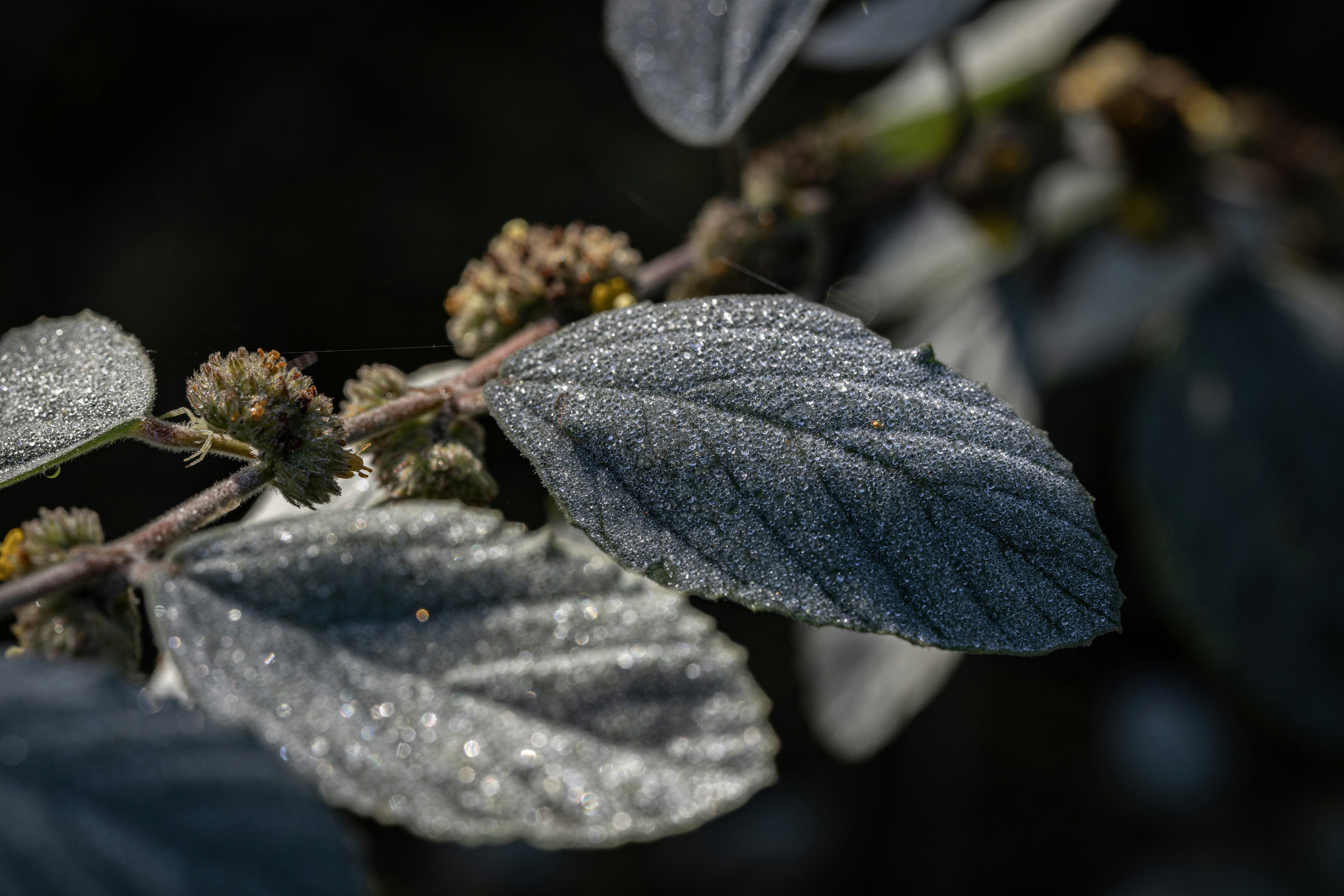 Glistening Veins: A Dew-Kissed Leaf in Low Light