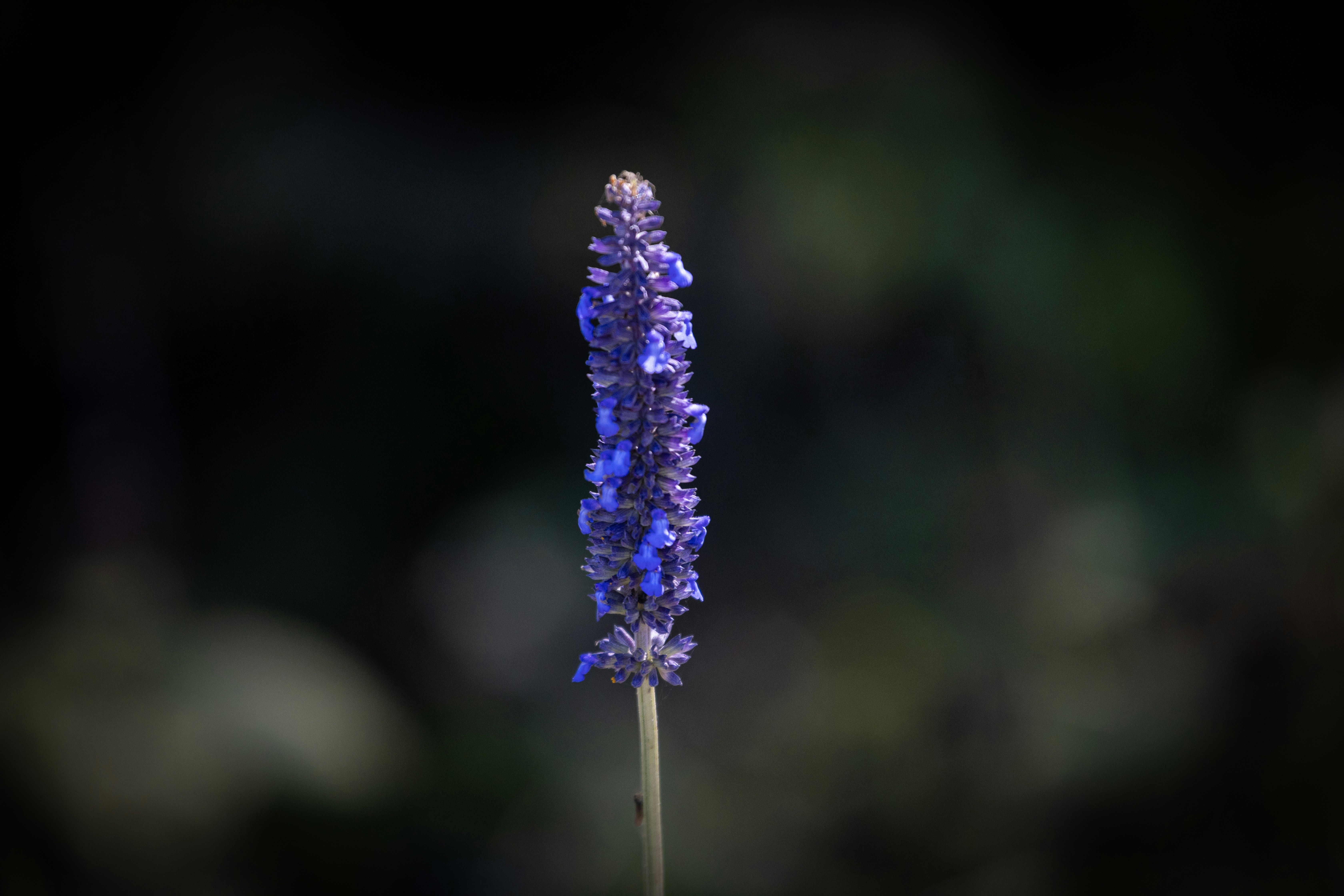 Azure Salvia Spike in Velvet Backdrop