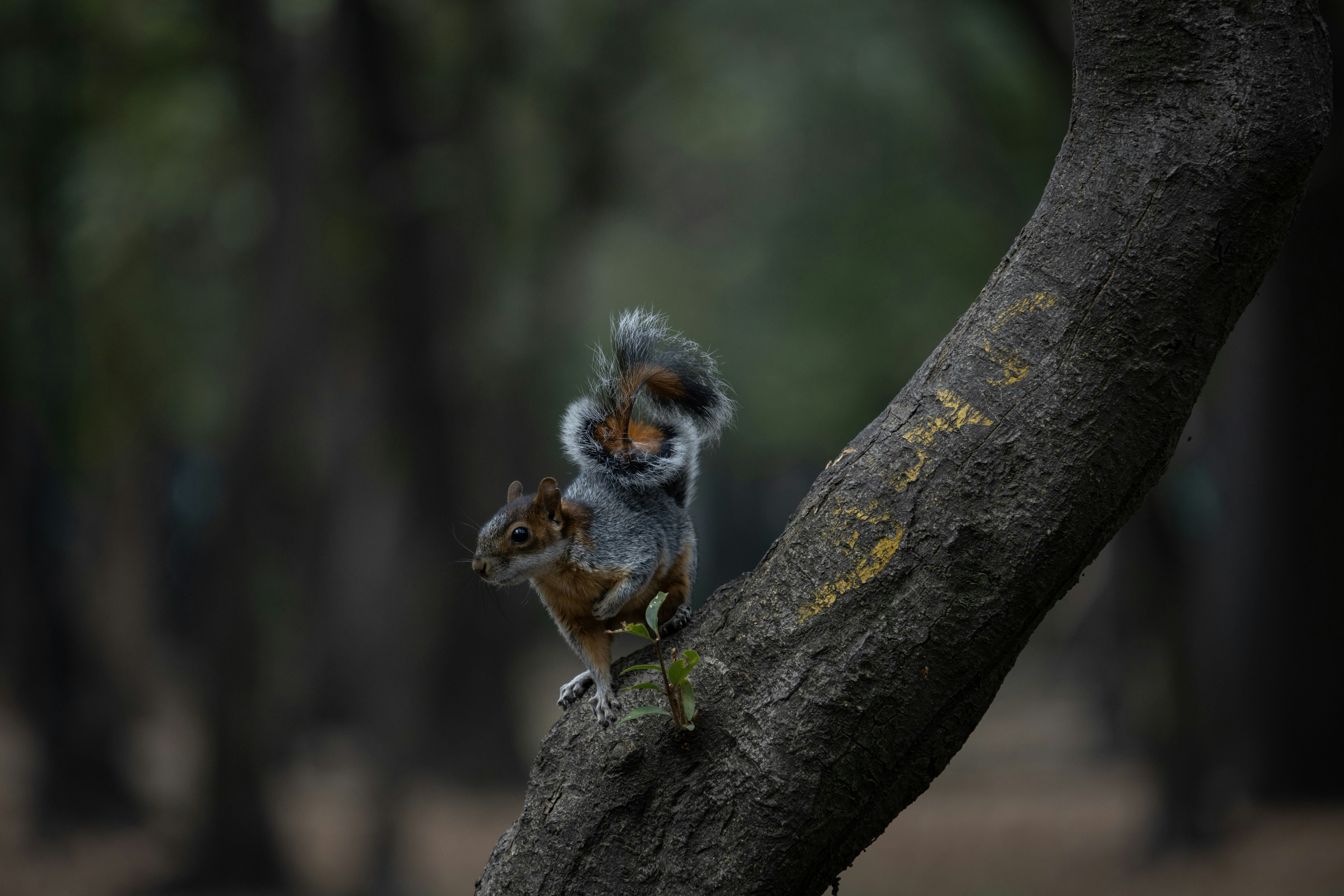 Tiny Acrobat on the Bark: A Squirrel Grips the Branch