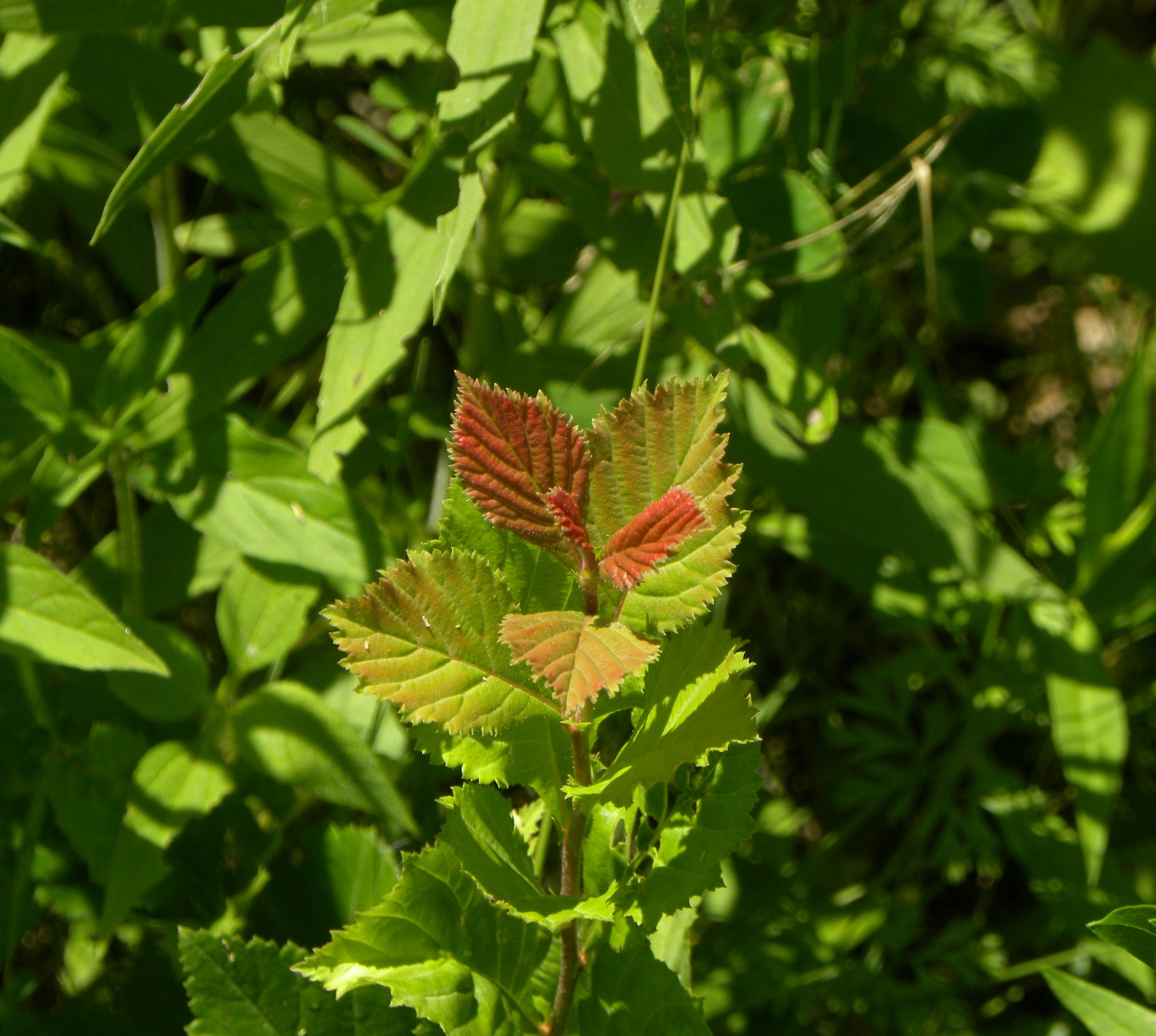 A close up of a leaf on a plant photo – Free Leaf Image on Unsplash