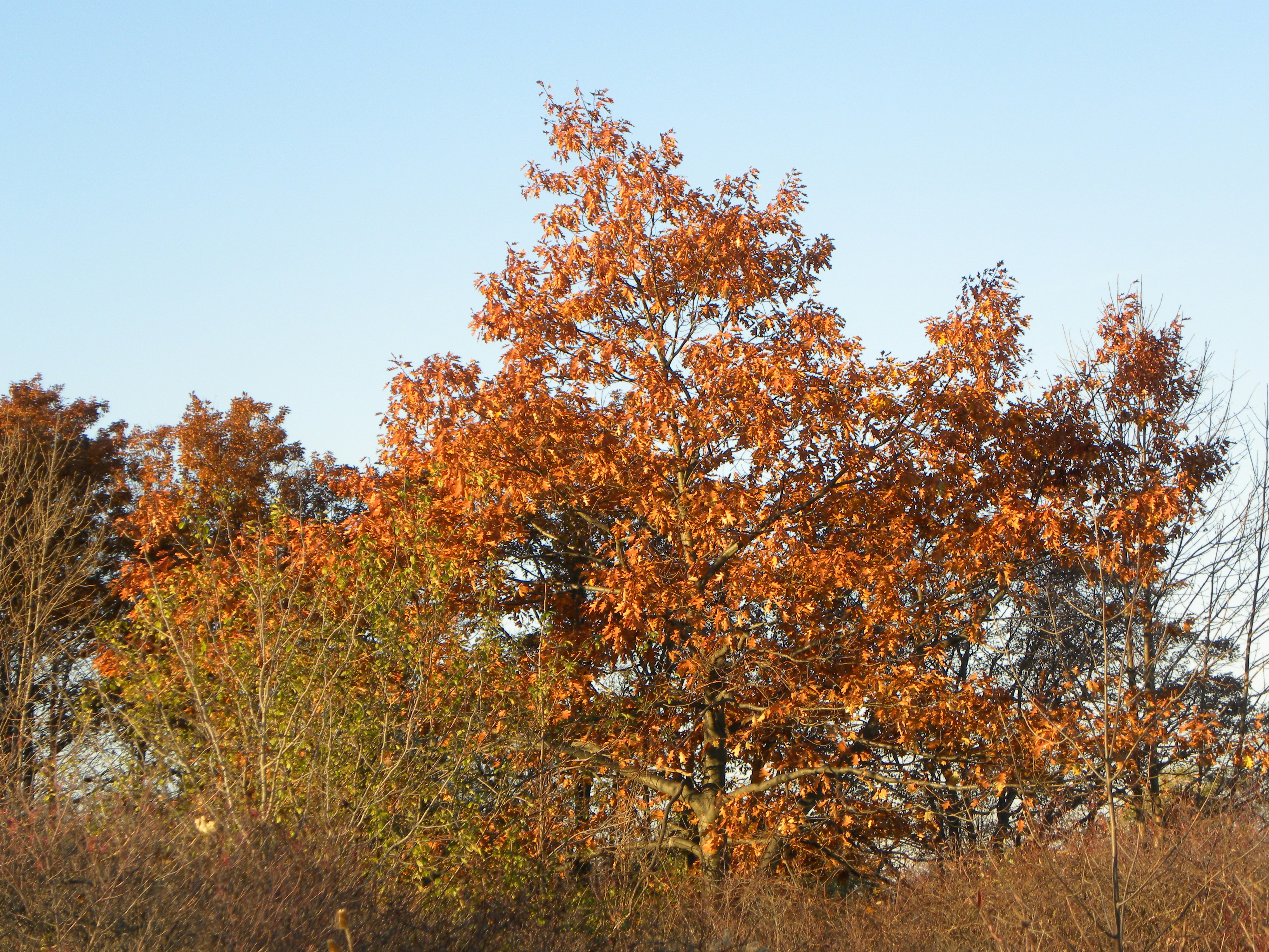 Photo by Doug R. W. Dunigan with Nikon COOLPIX P90