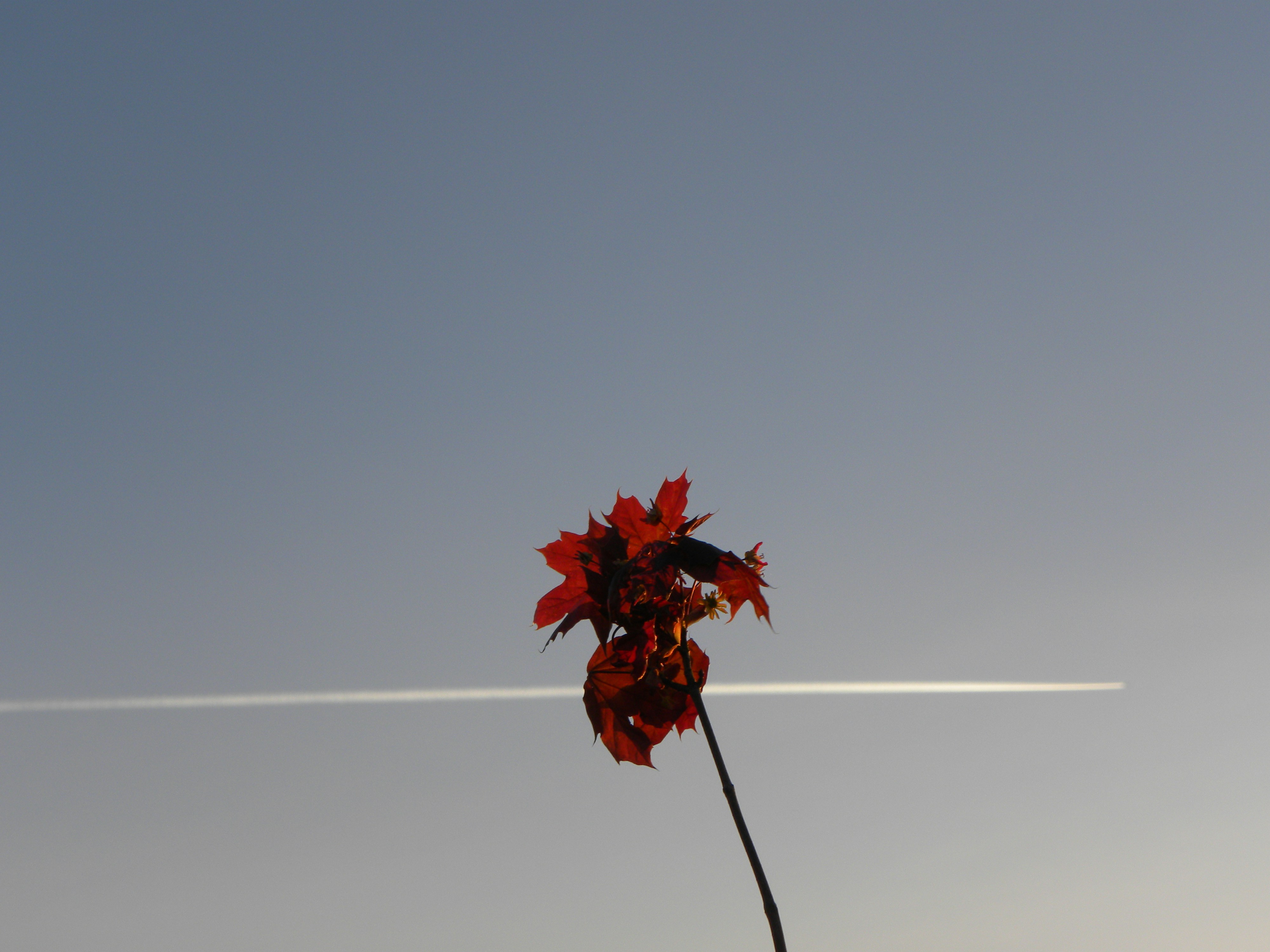 A single red flower with a contrail in the background