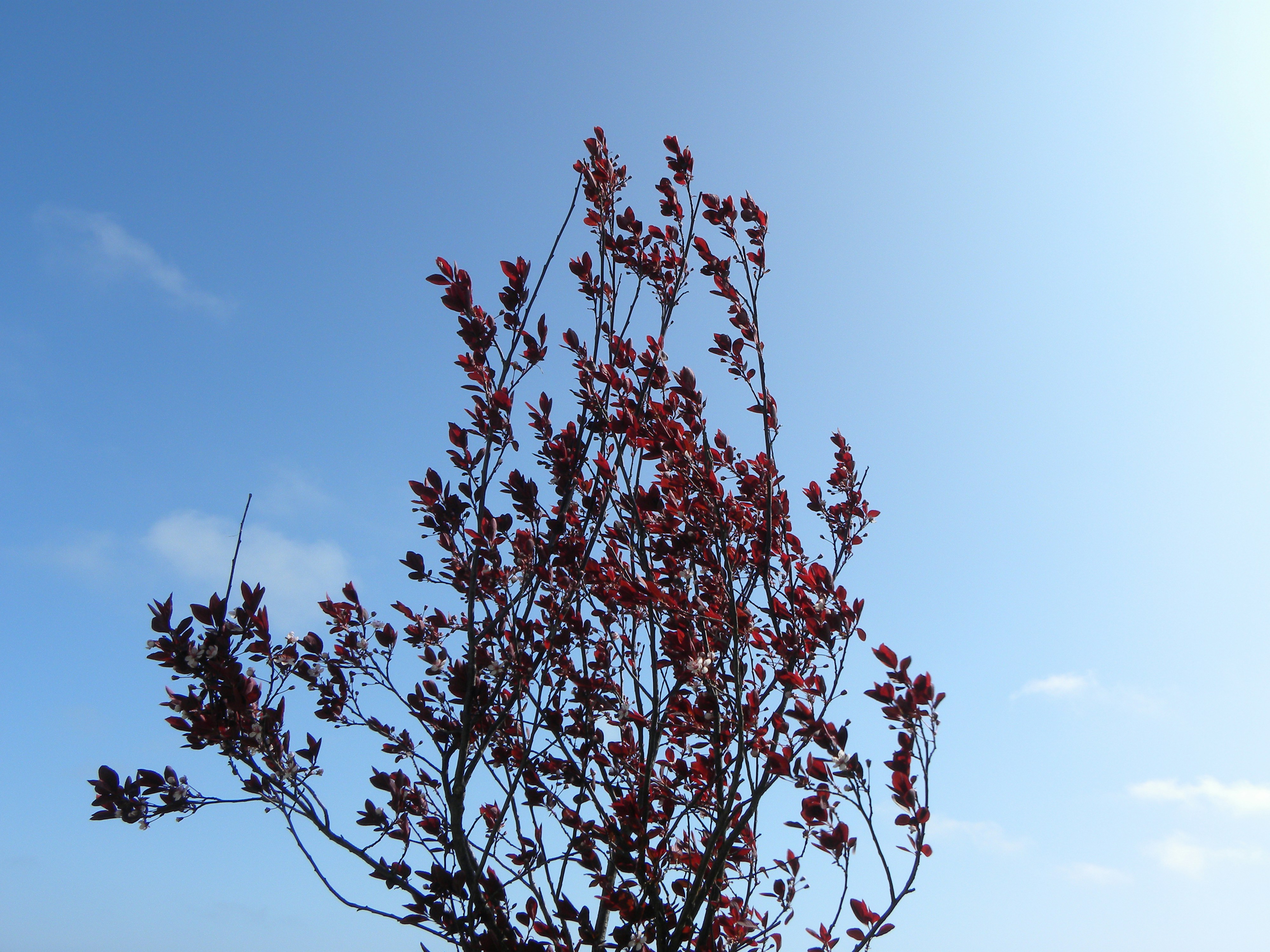 Un arbre avec des feuilles rouges au premier plan et un ciel bleu à l ...