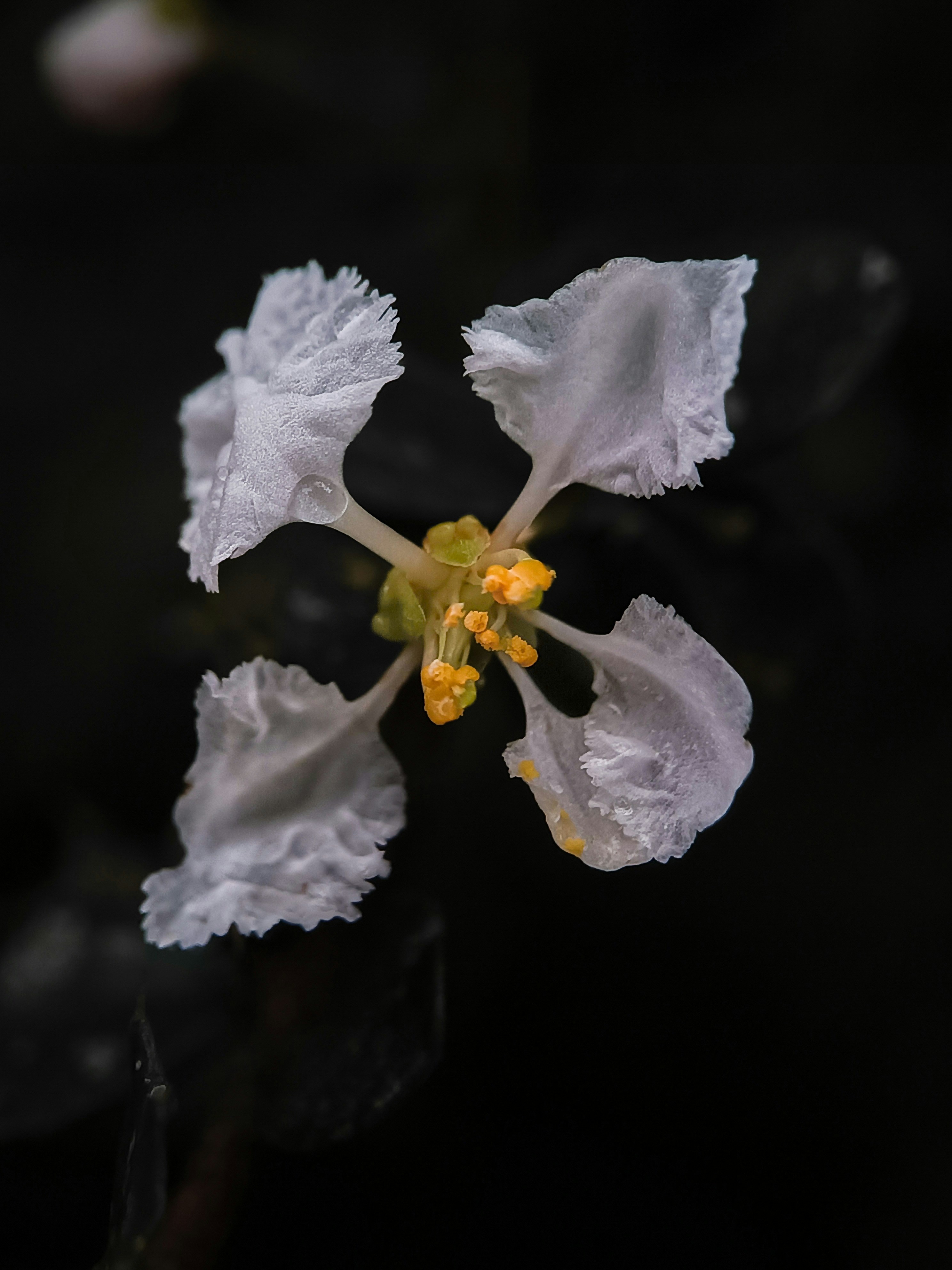 Macro close-up of a delicate white flower with yellow stamens against a dark background. This photograph emphasizes petal texture and high-contrast detail.