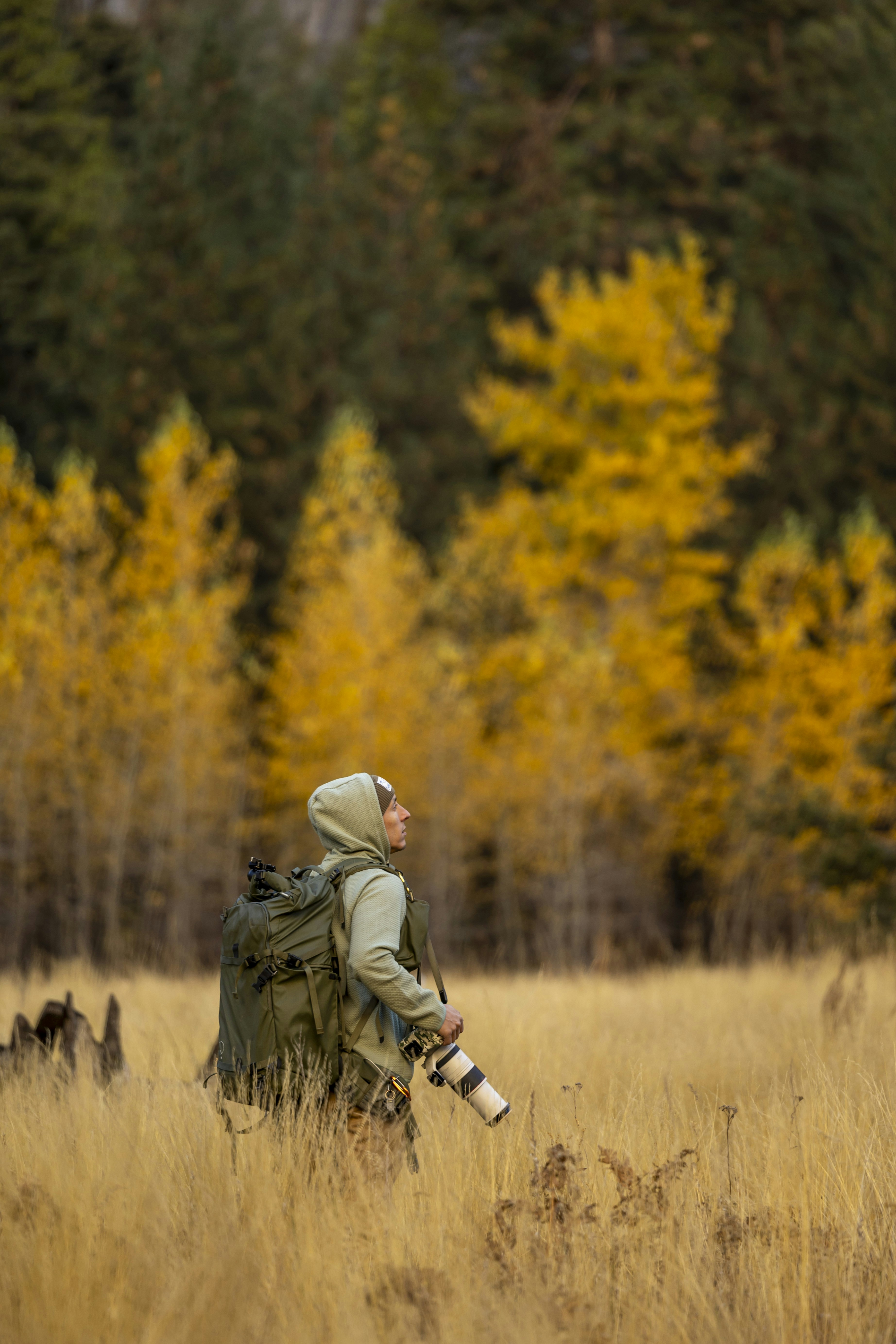 Photographer with a large backpack and long telephoto lens traverses a tall golden meadow, set against a backdrop of yellow aspen trees.