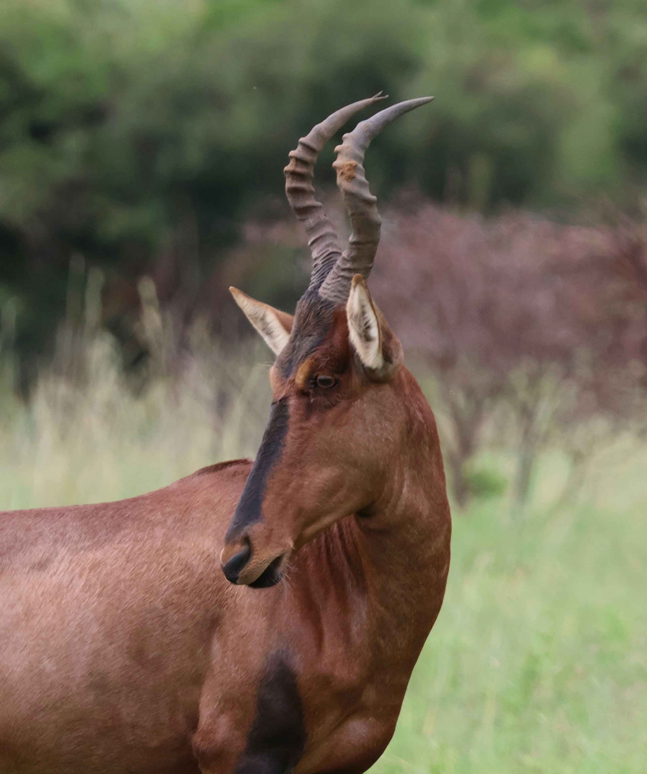 An animal with long horns standing in a field photo – Free Babanango ...