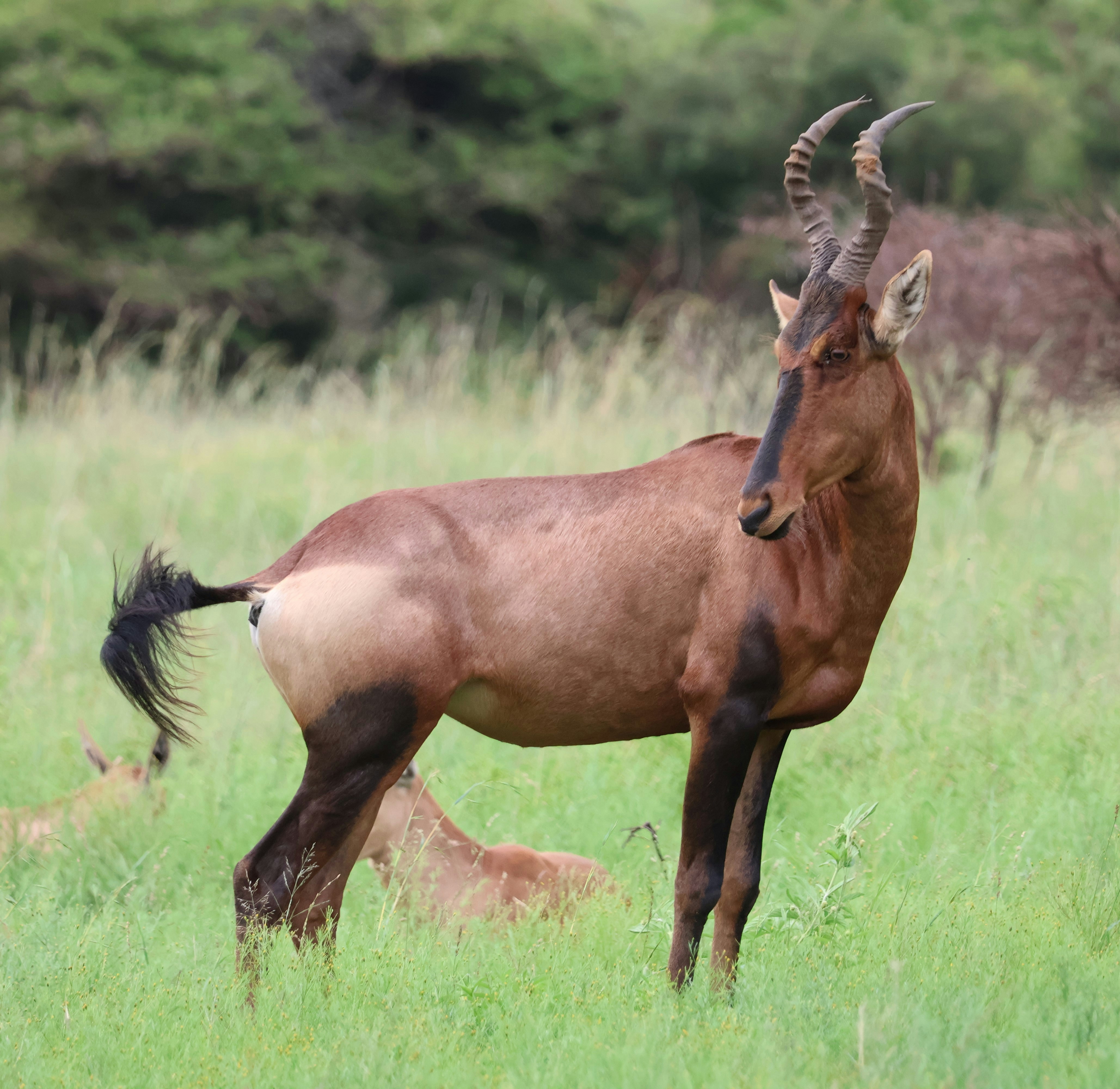 An antelope is standing in a grassy field