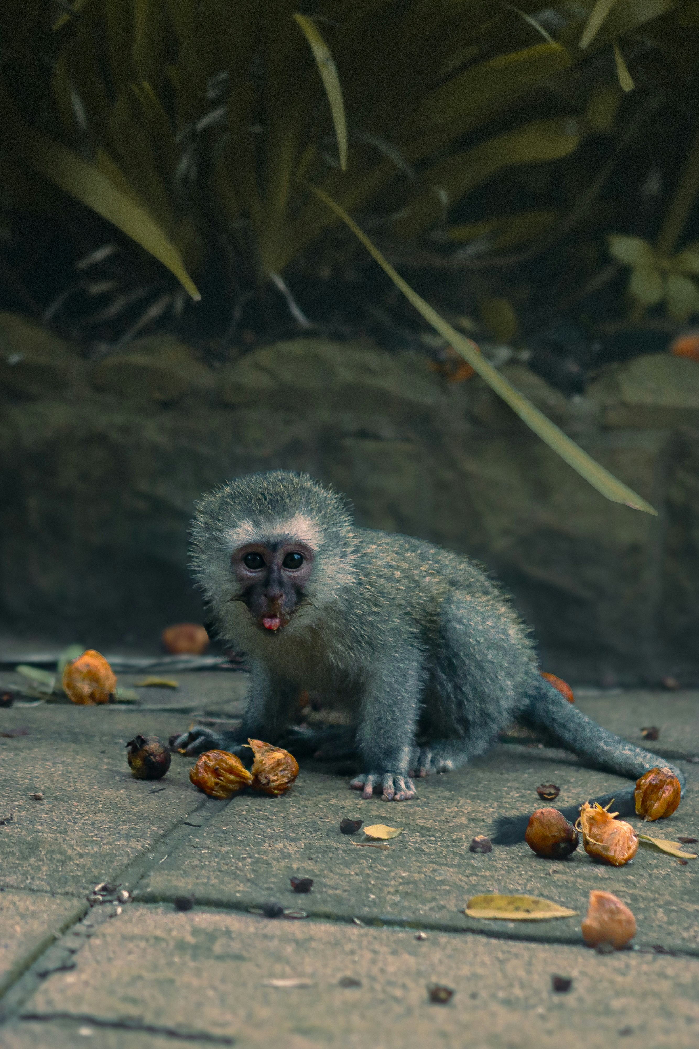 A small monkey sitting on the ground with its mouth open photo – Free ...