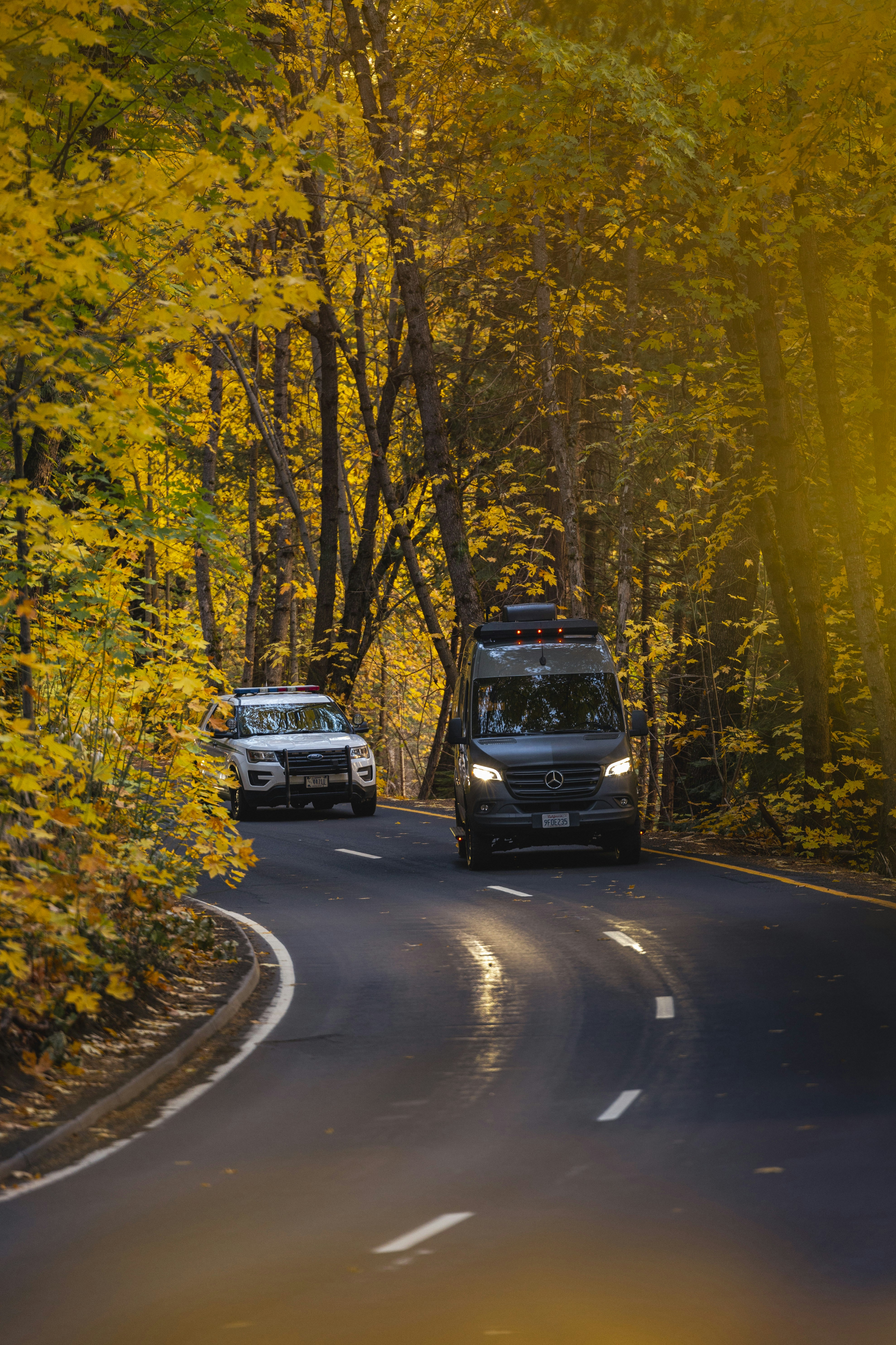 Autumn Avenue: Freight of Fallen Leaves
