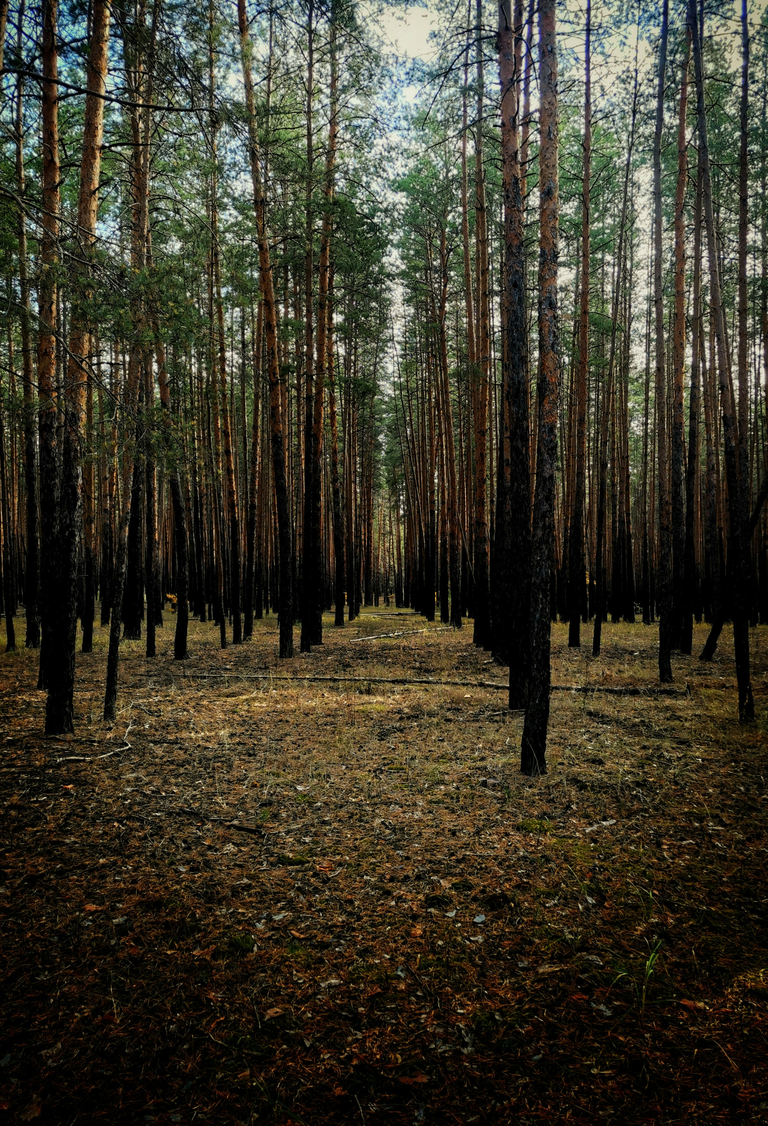 Tall pine trees form a narrow corridor with a dirt path receding into the forest, creating a natural tunnel.