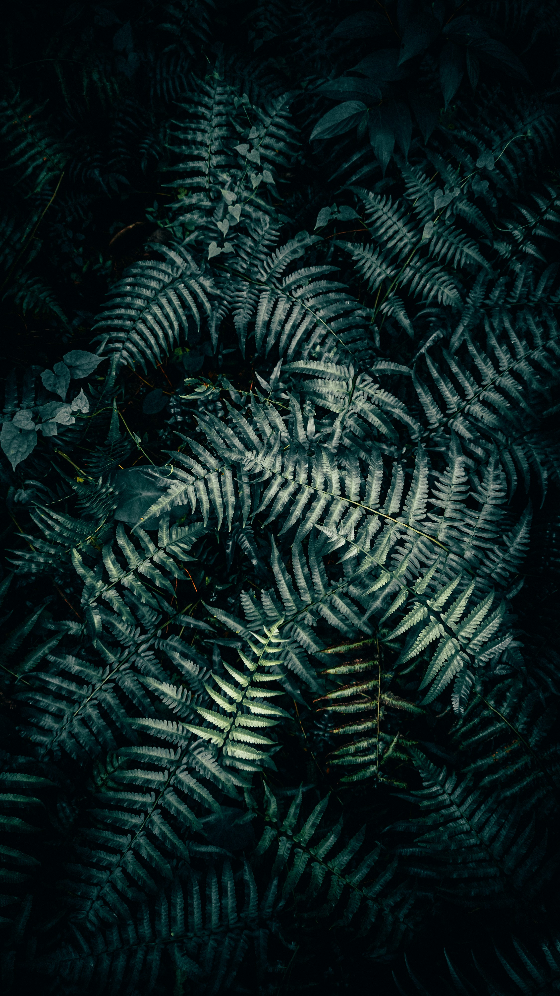 Moonlit Ferns in Velvet Shadow: A Close-Up Study of Depth and Texture