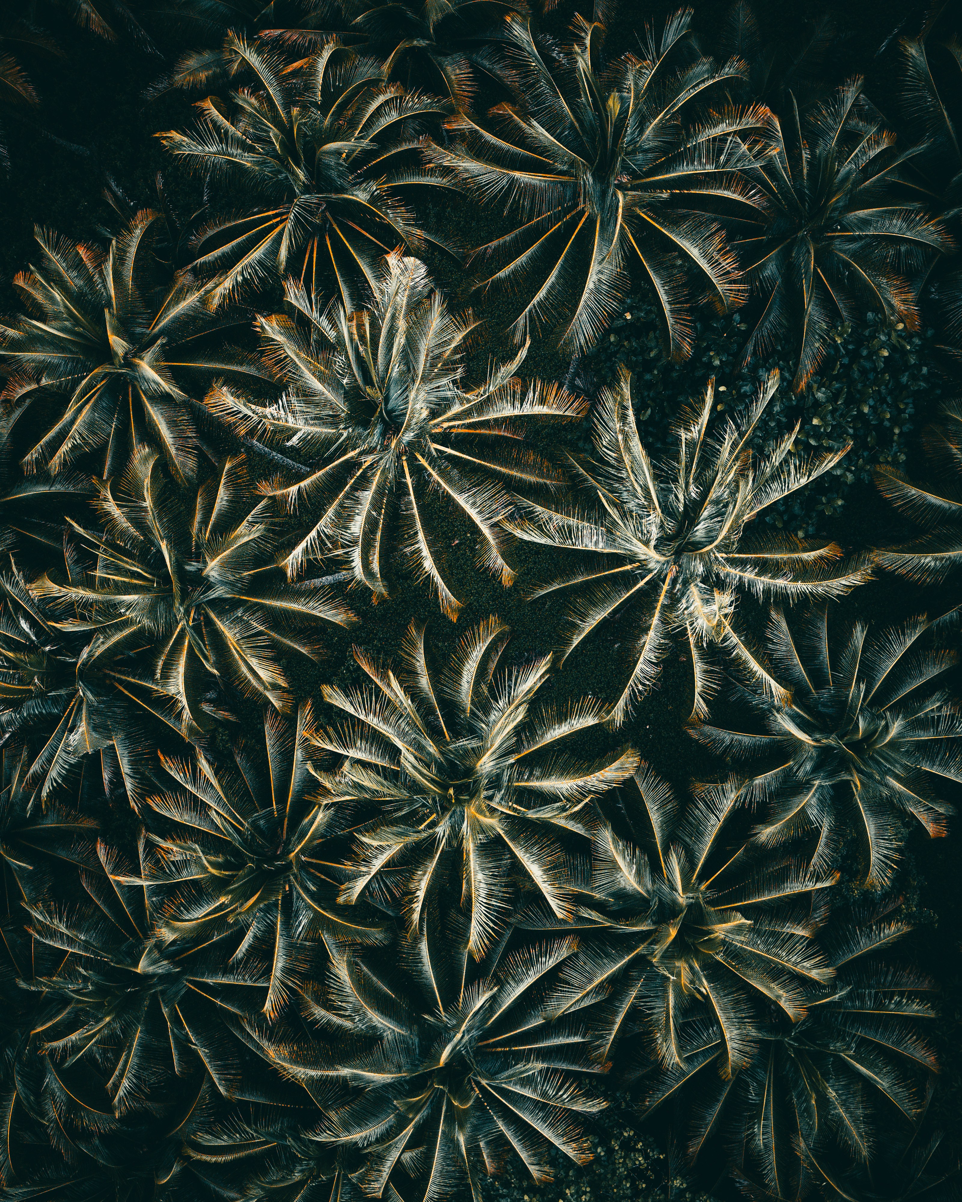 Aerial view of a dense cluster of palm trees, showcasing their intricate patterns and textures against a dark background.