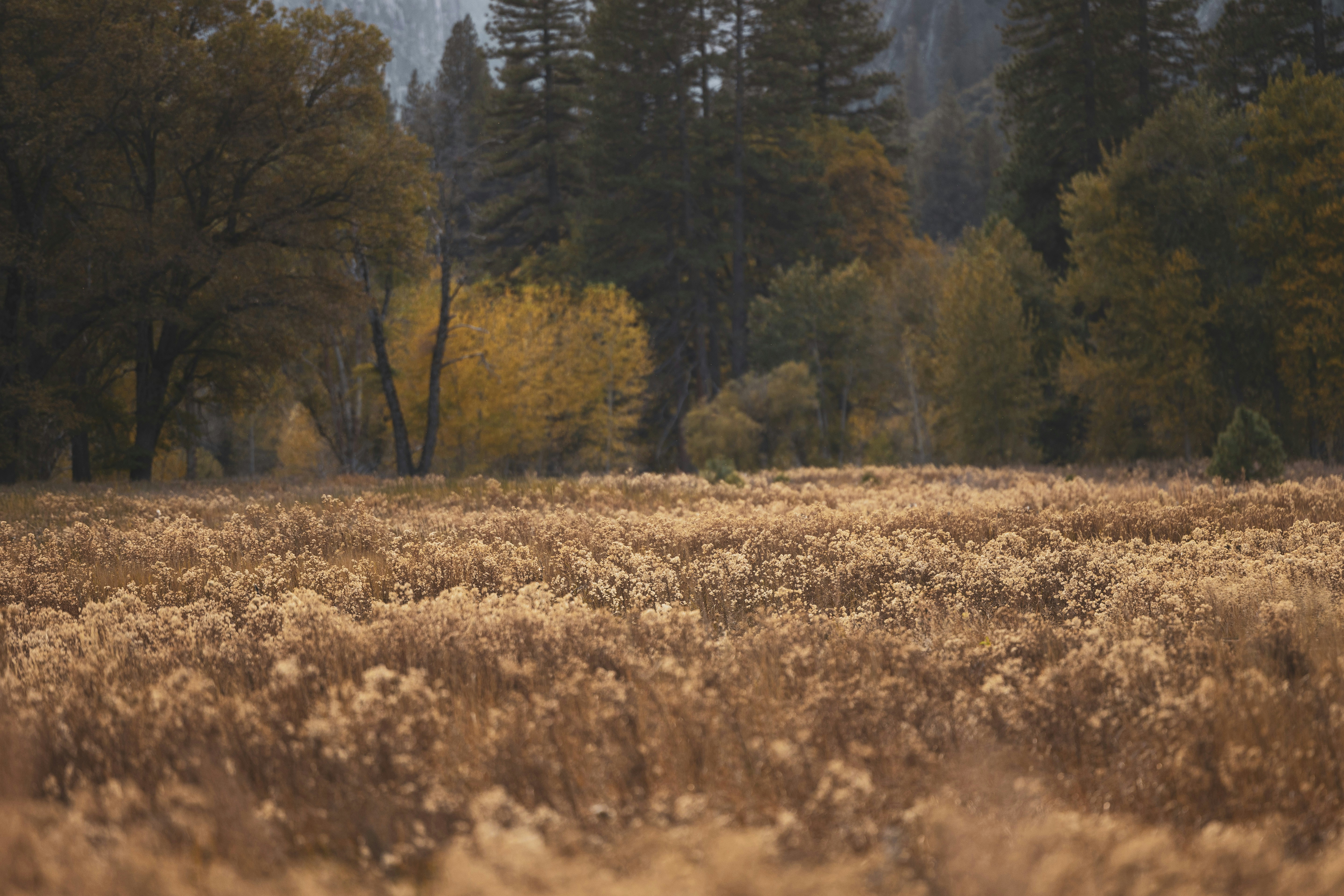 A field of tall grass with trees in the background photo – Free ...
