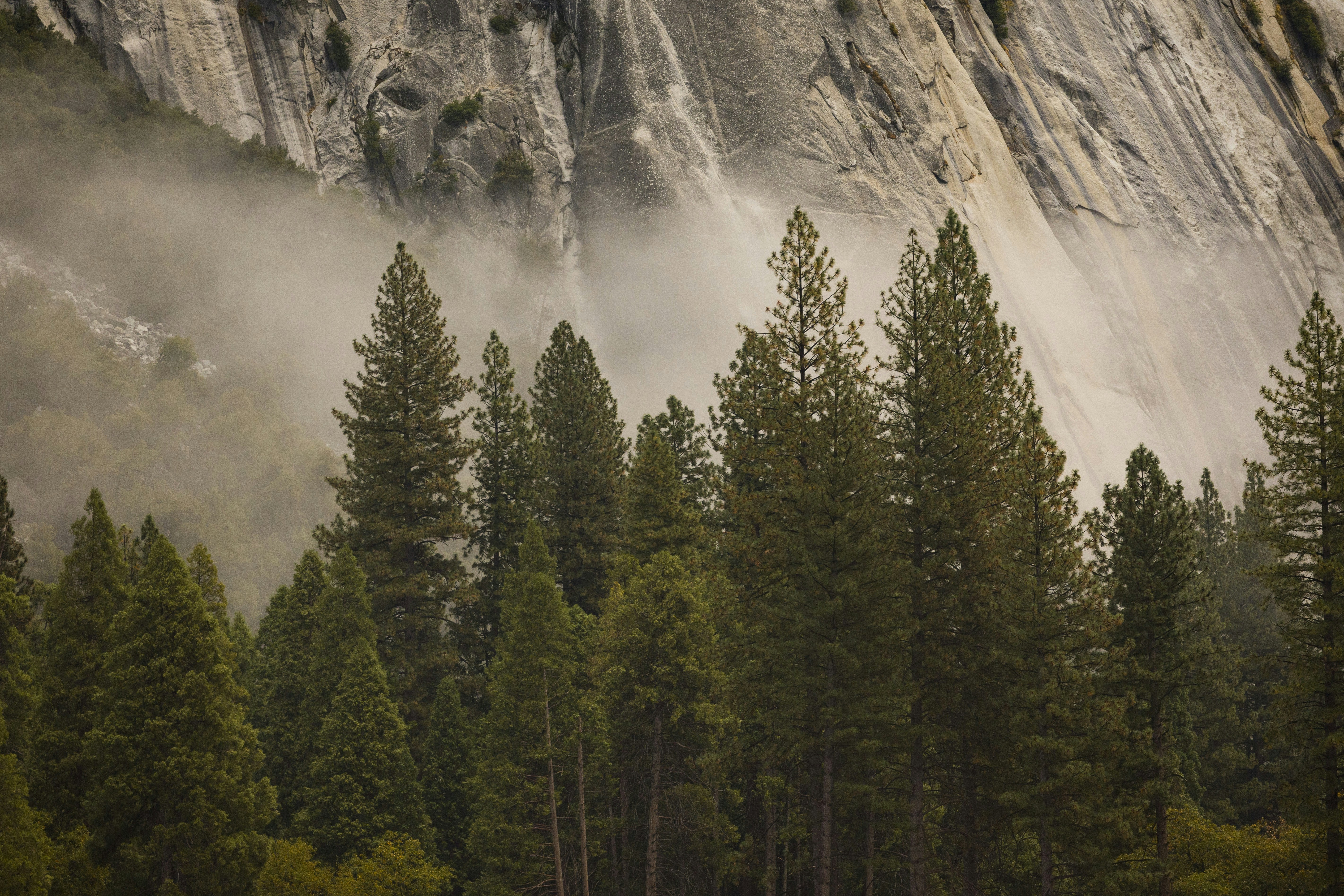 A landscape photograph capturing tall evergreens with mist weaving through the forest against a rugged granite cliff. The composition emphasizes atmosphere and depth.