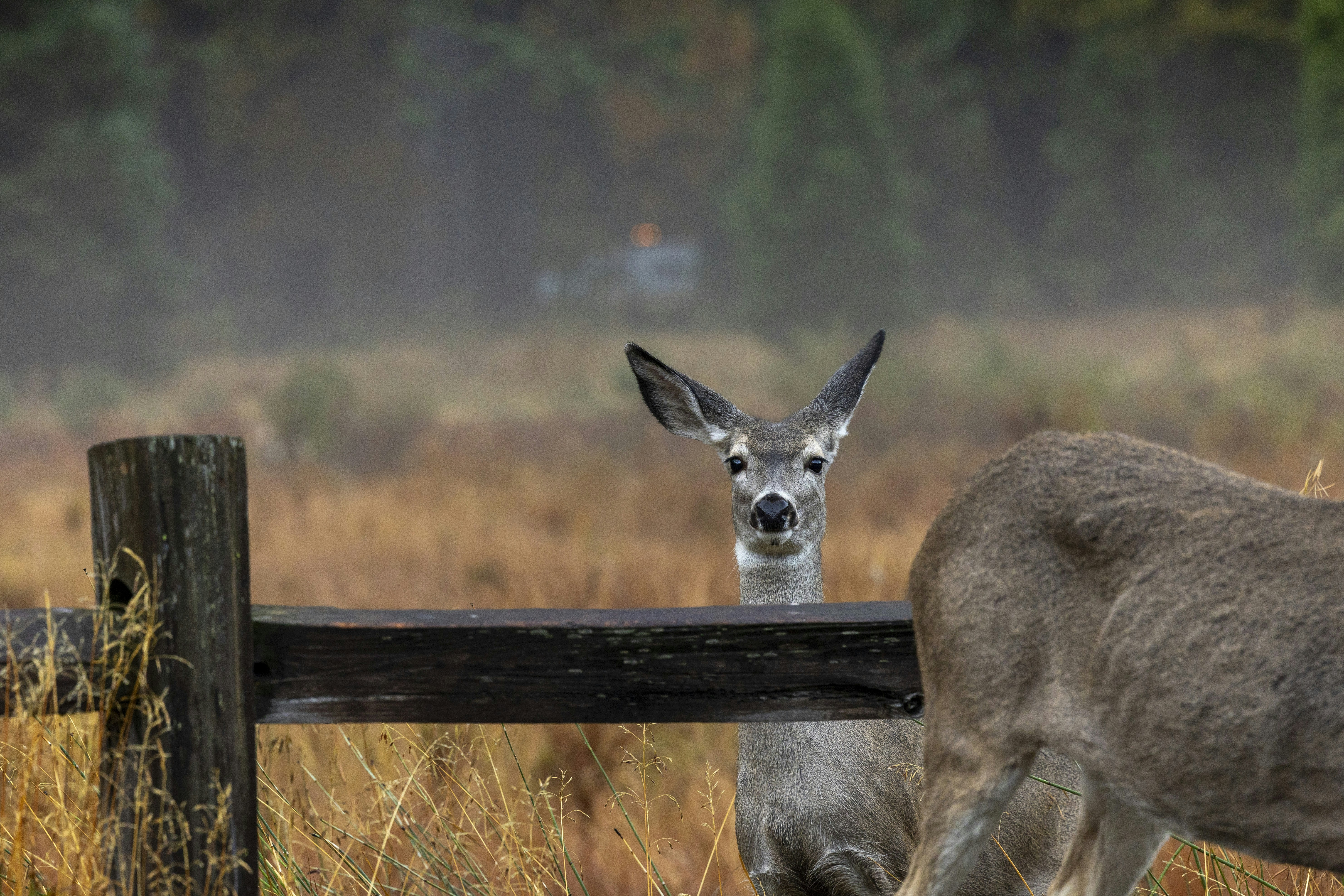 Two deer standing next to each other on a field photo – Free Outdoors ...