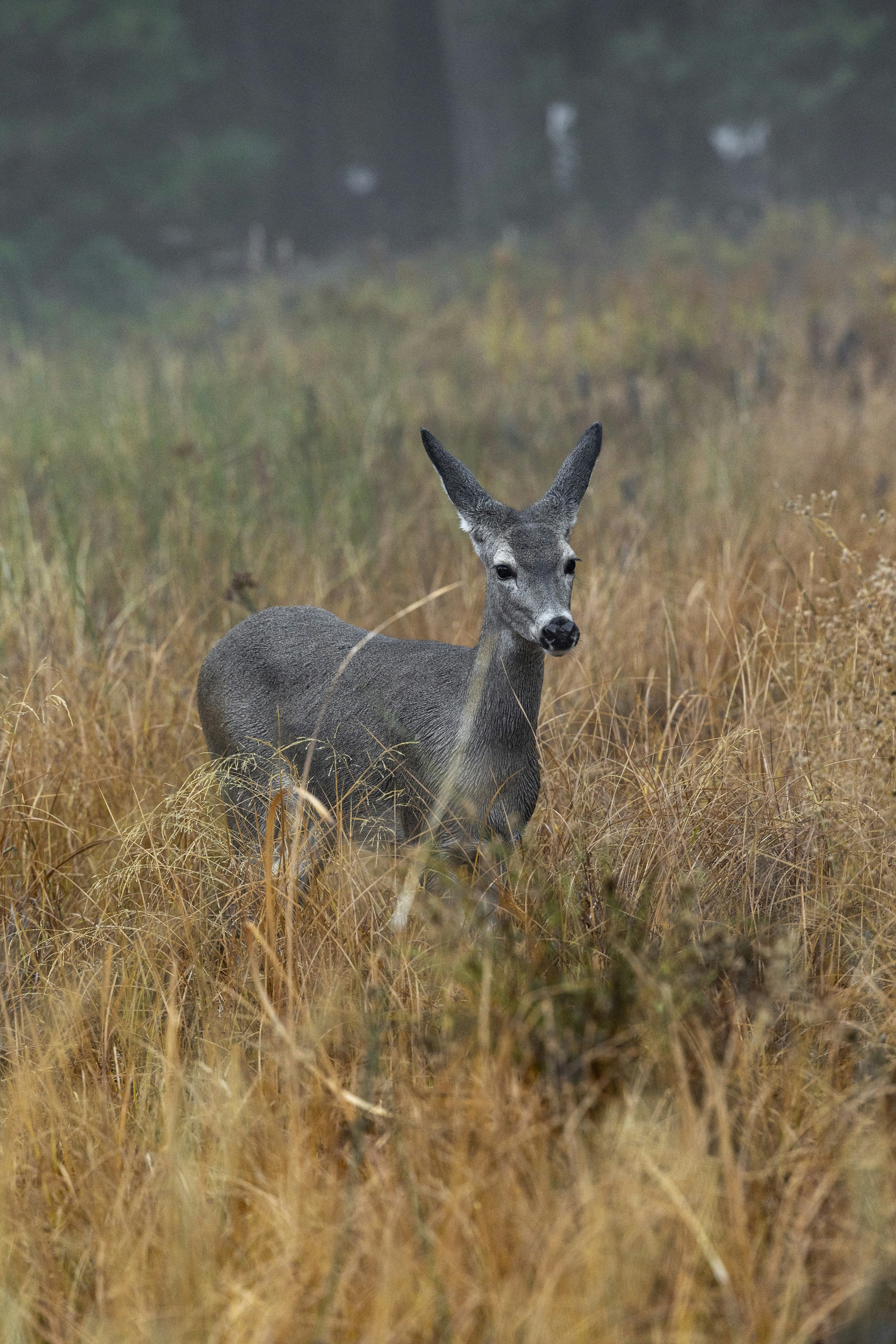YOSEMITE , NATIONAL PARK , OUTDOORS