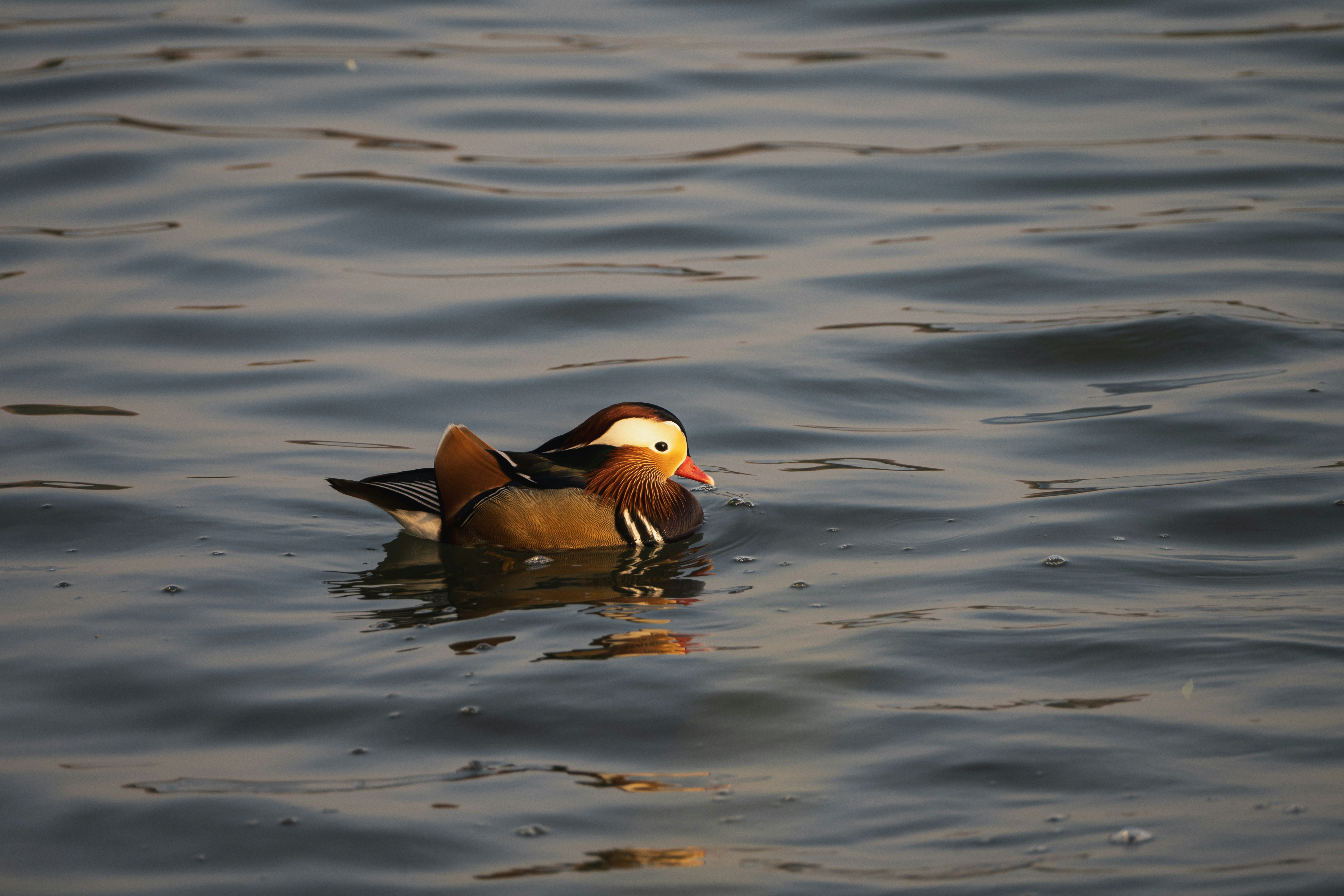 A duck floating on top of a body of water photo – Free Animal Image on ...